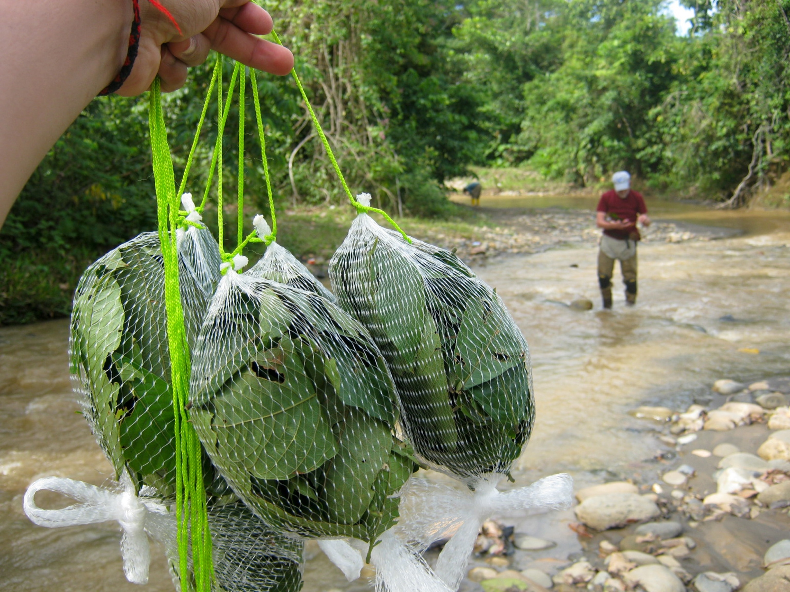 Bugs Help Measure Impact of New Transoceanic Highway on Amazon