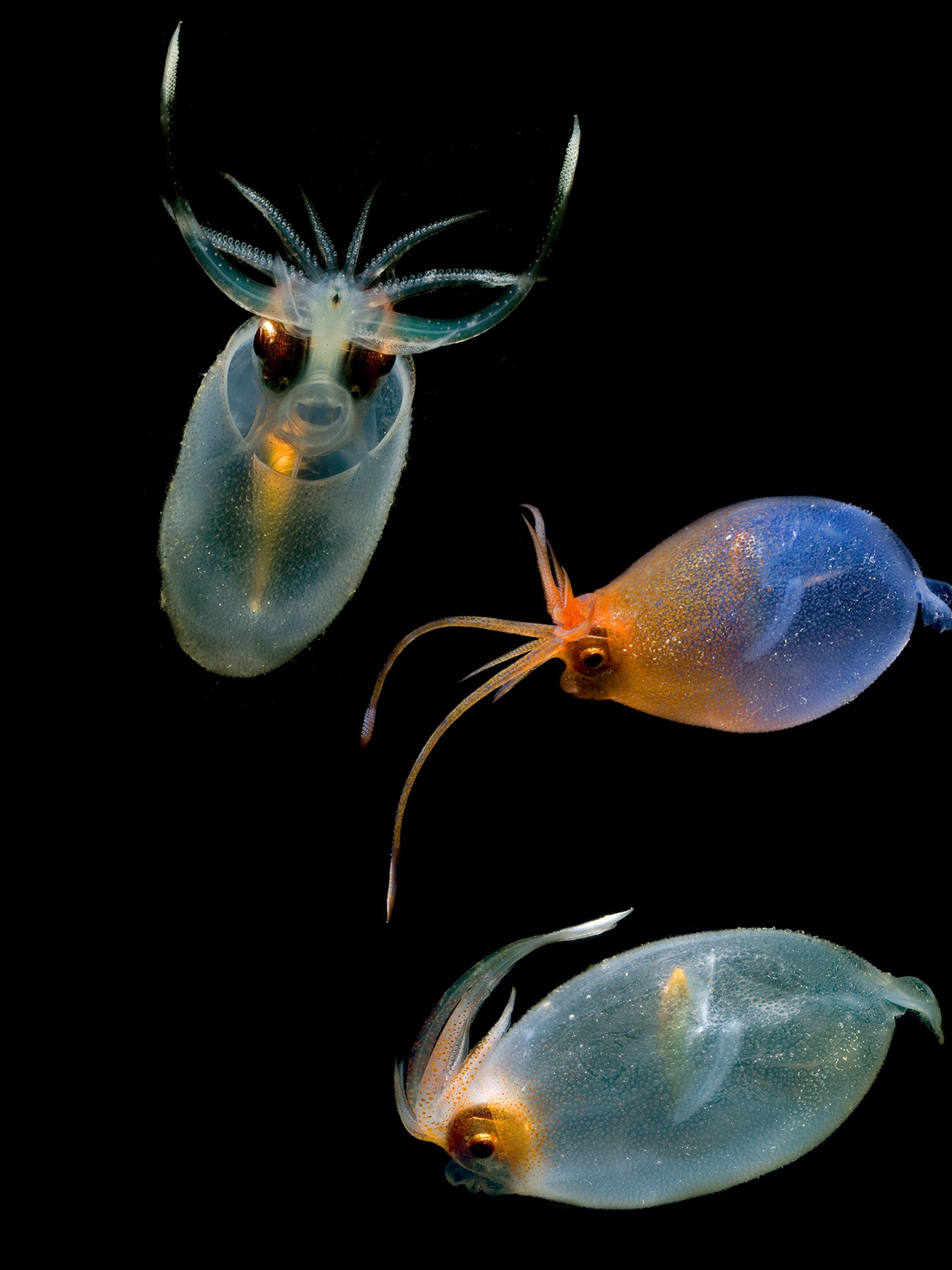 These Beautiful Creatures Spend Their Entire Lives in Darkness