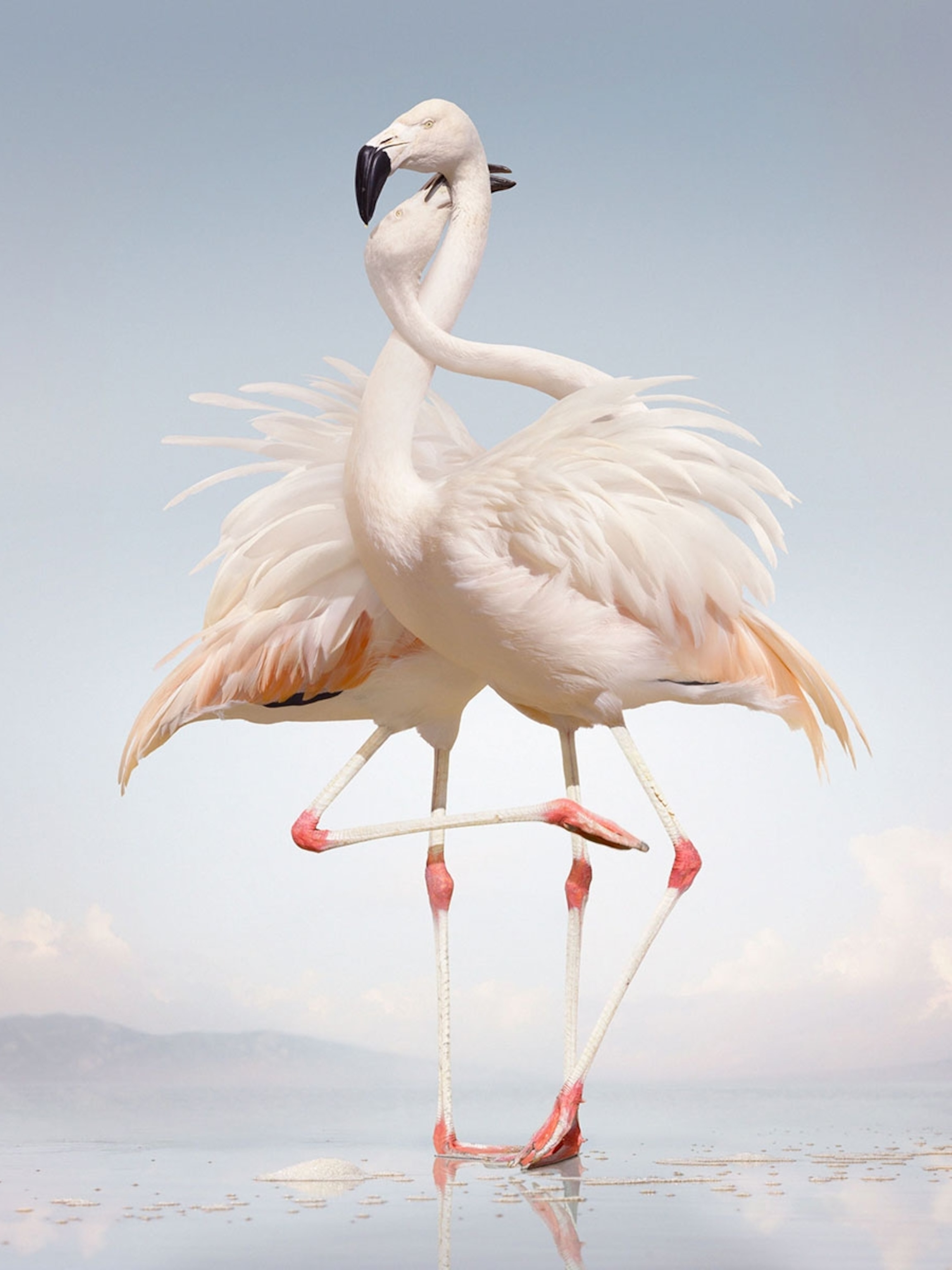 Picturing an Imaginary Animal Kingdom