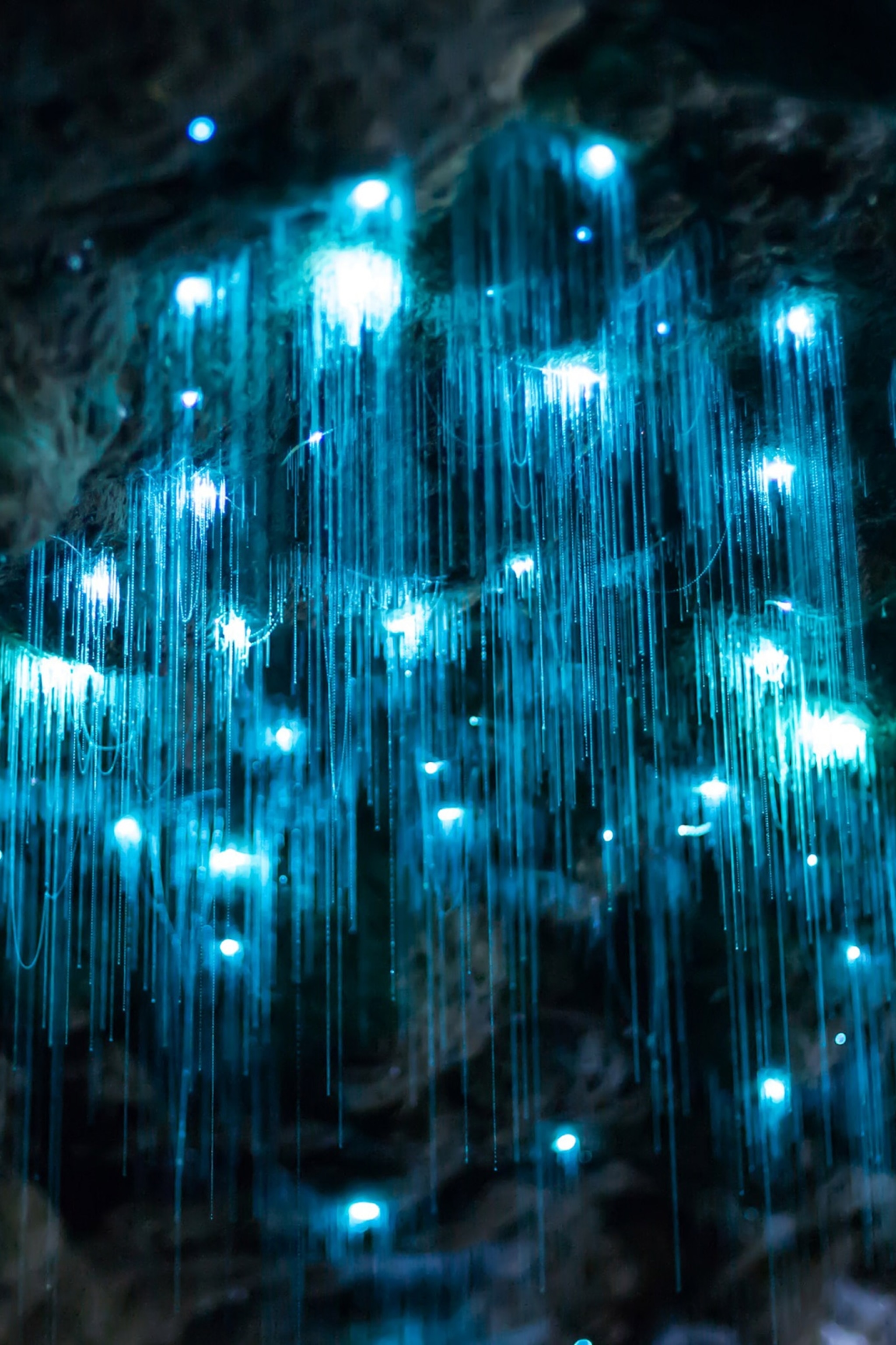 Worms Glow Worm Cave Tours | Everything New Zealand