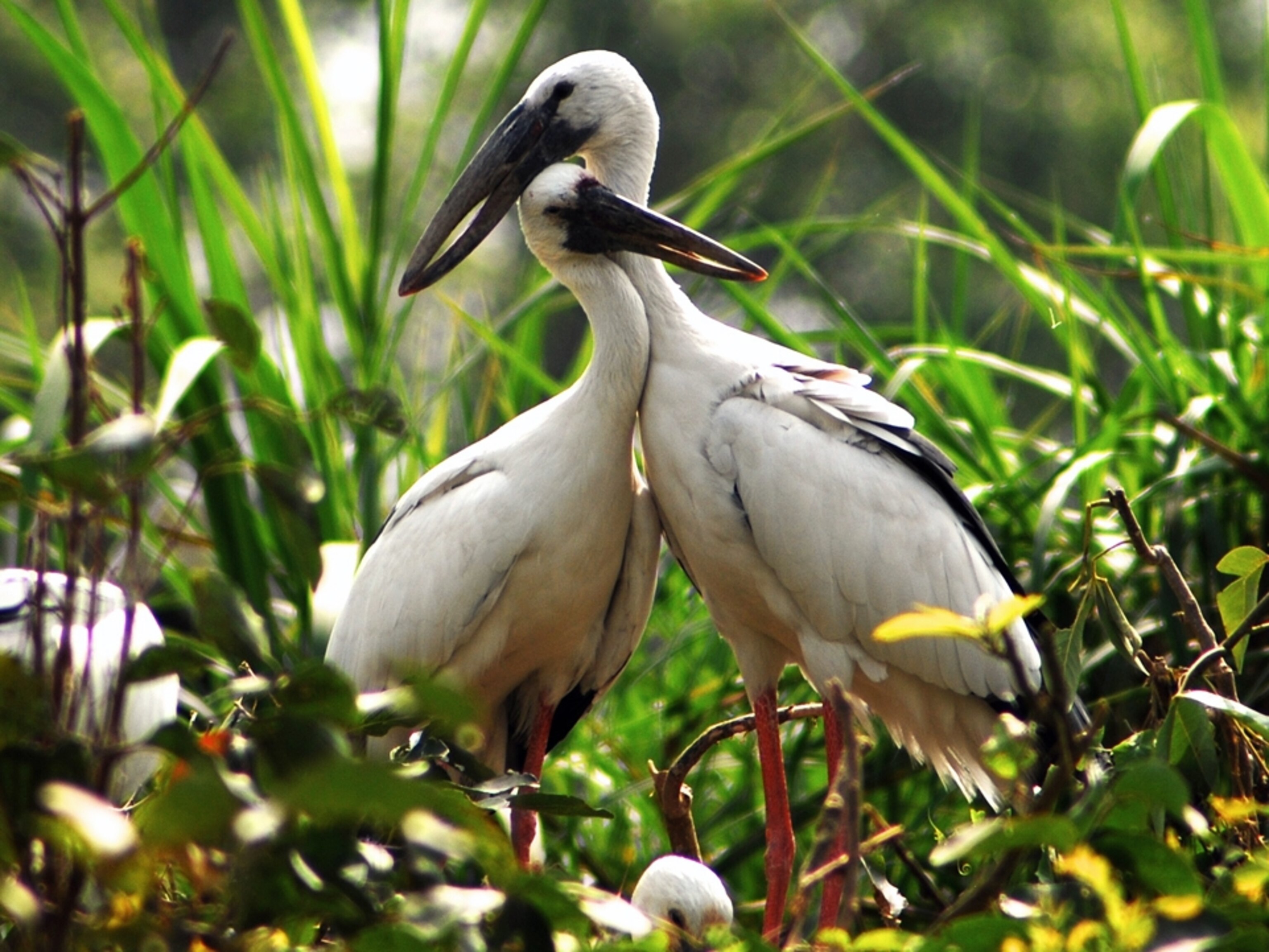 Freshwater Birds Pictures -- National Geographic
