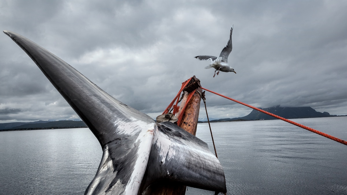 Last of the Viking Whalers | National Geographic