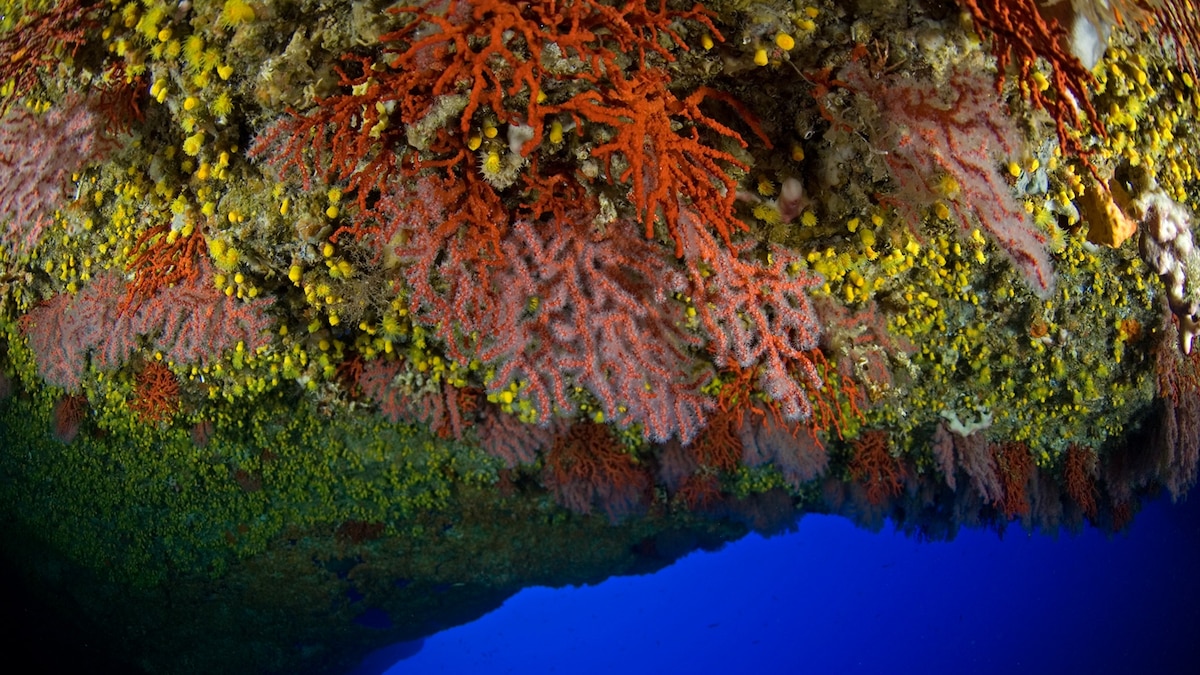 Underwater Cave Discovery Features Stunning Red Coral Garden | National ...