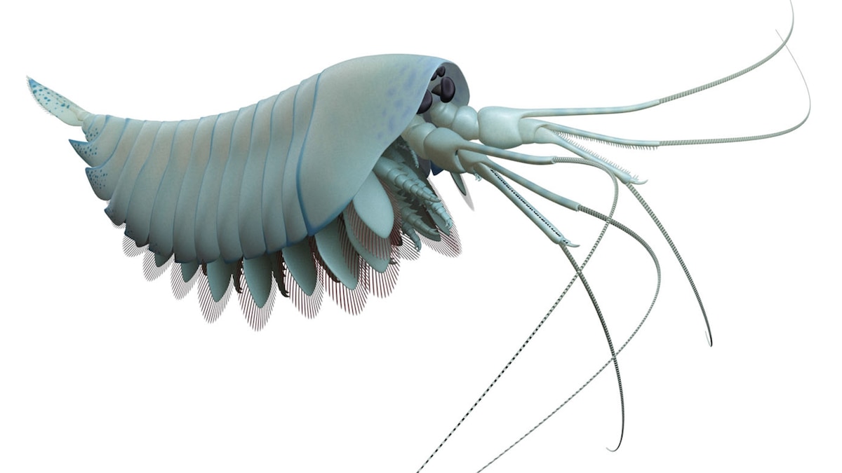 Scientists Uncover Yet Another Cambrian Weirdo | National Geographic