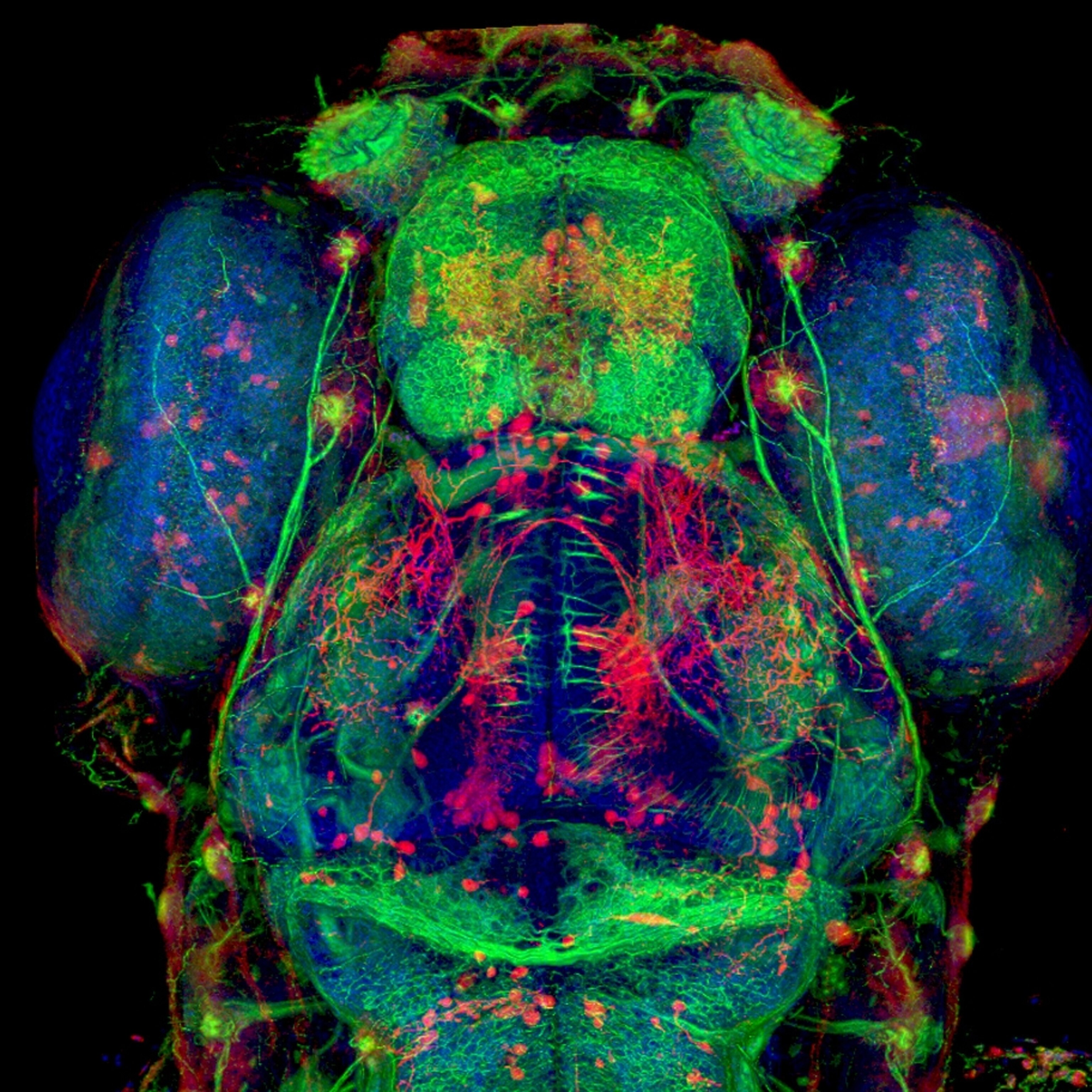 Pictures: Best Micro-Photos of 2010