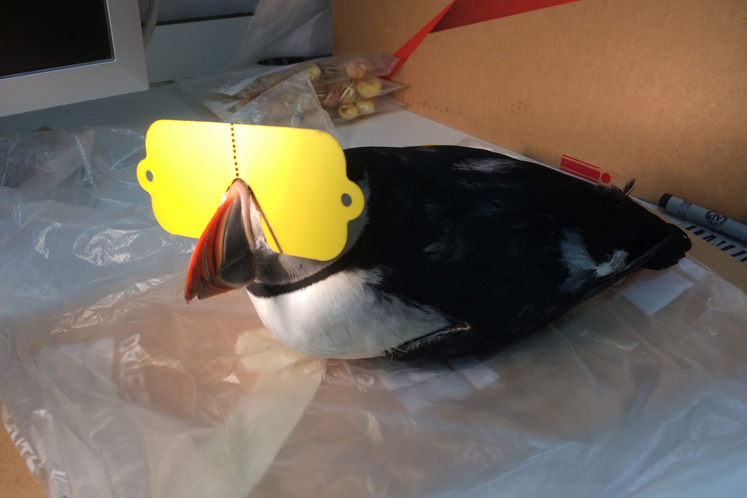 Puffin Beaks Glow in Surprising Discovery