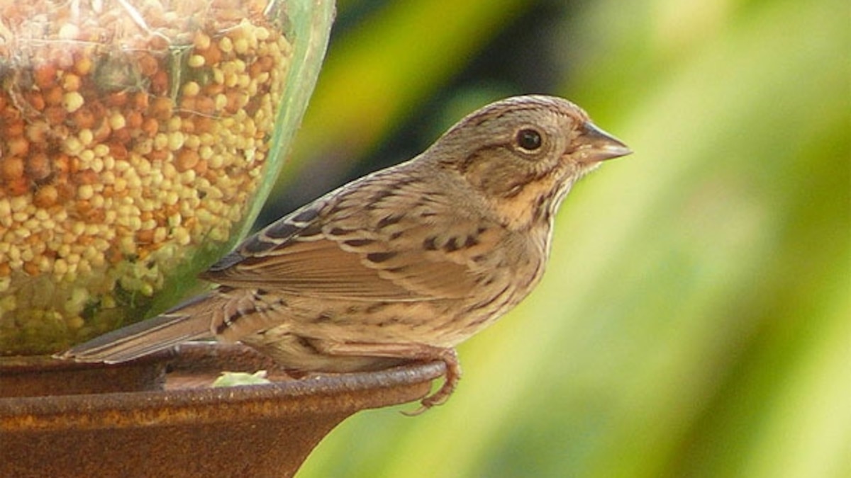 Sparrows sound sexier in the cold | National Geographic