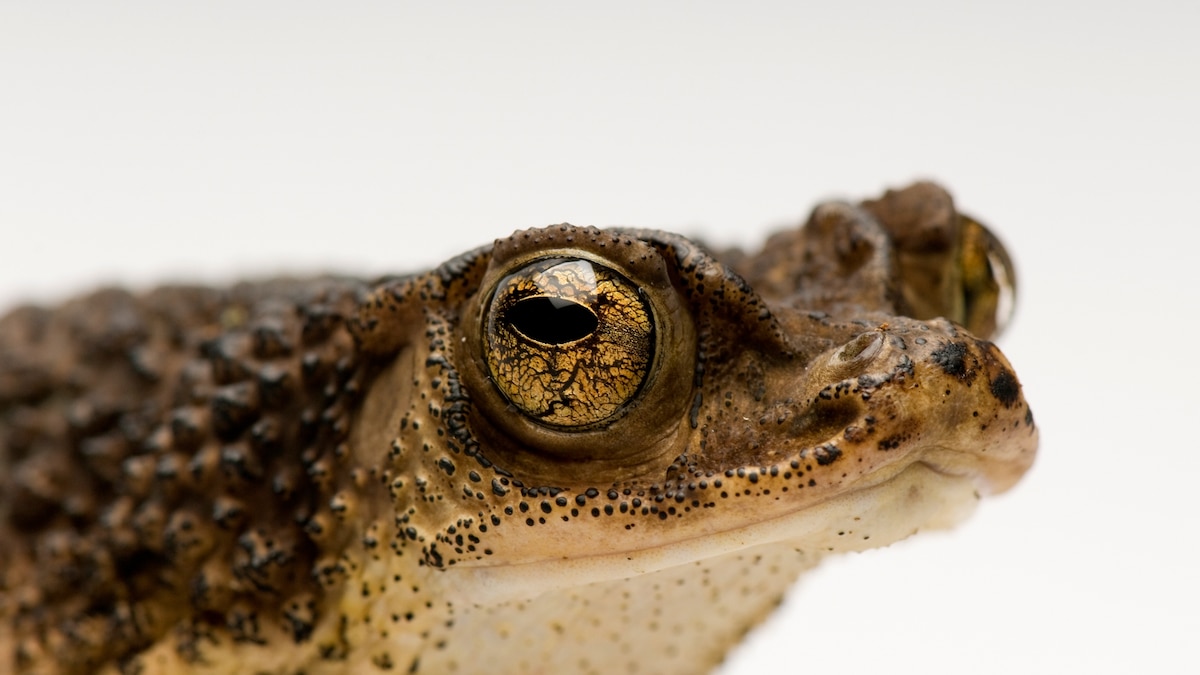 This endangered toad just got a big boost from Bad Bunny | National ...