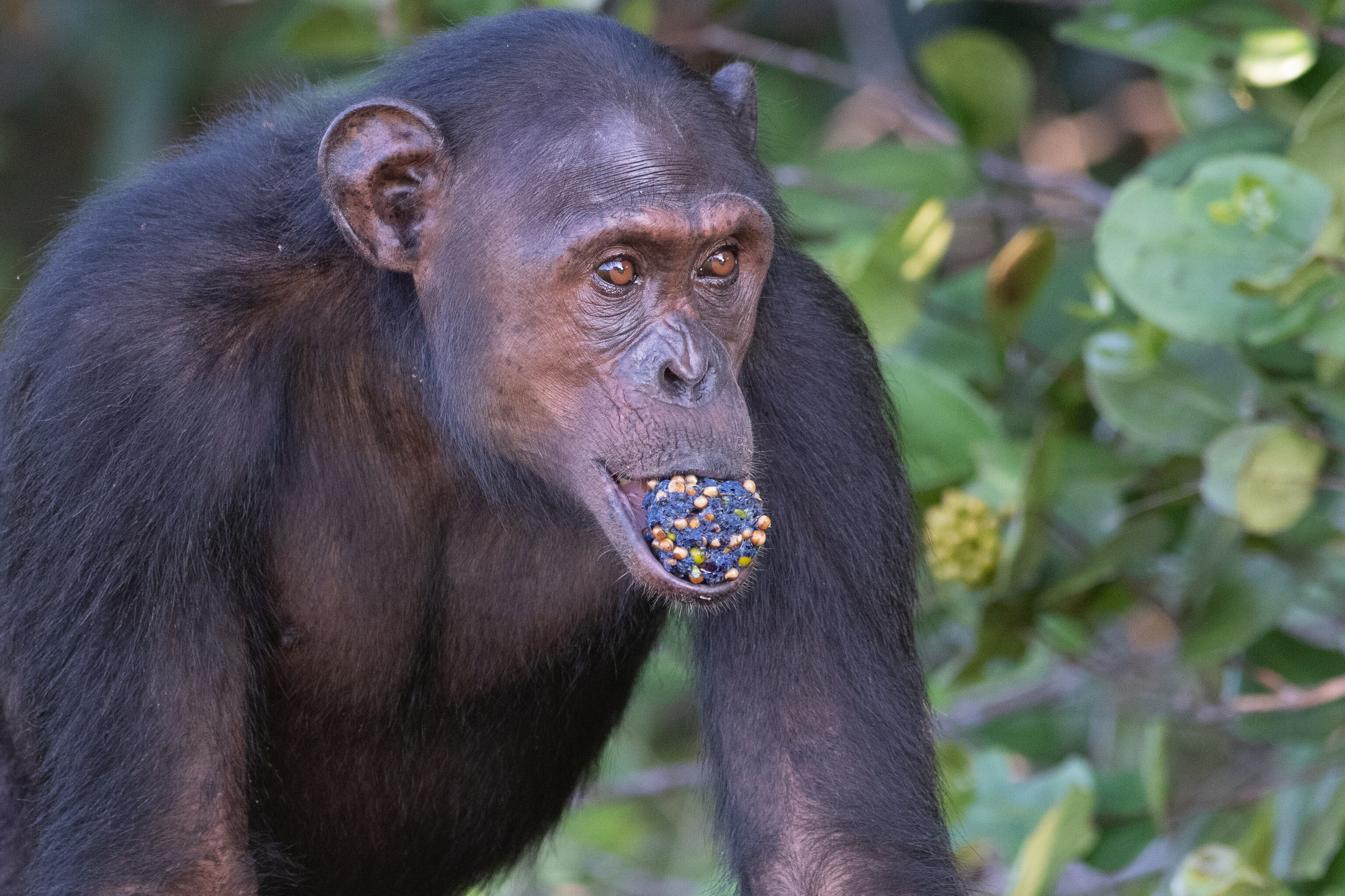 See rare photos of chimpanzees treating their wounds with insects