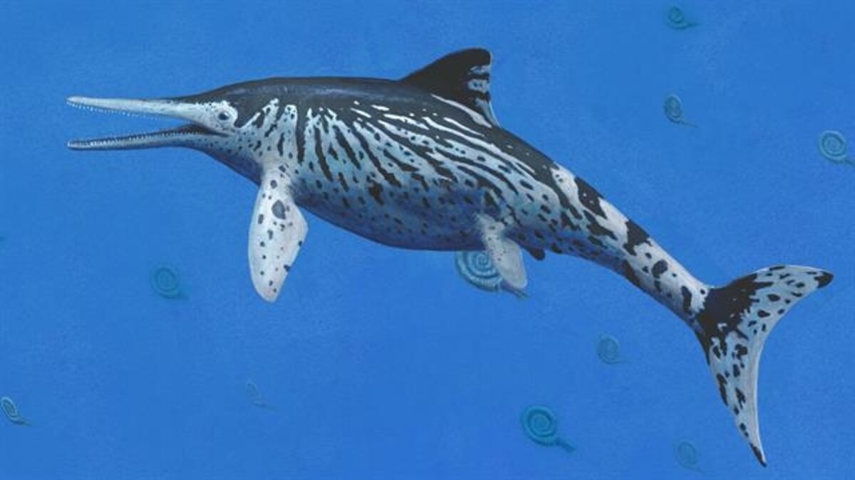 Largest 'Sea Dragon' Fossil Accidentally Discovered in Museum ...