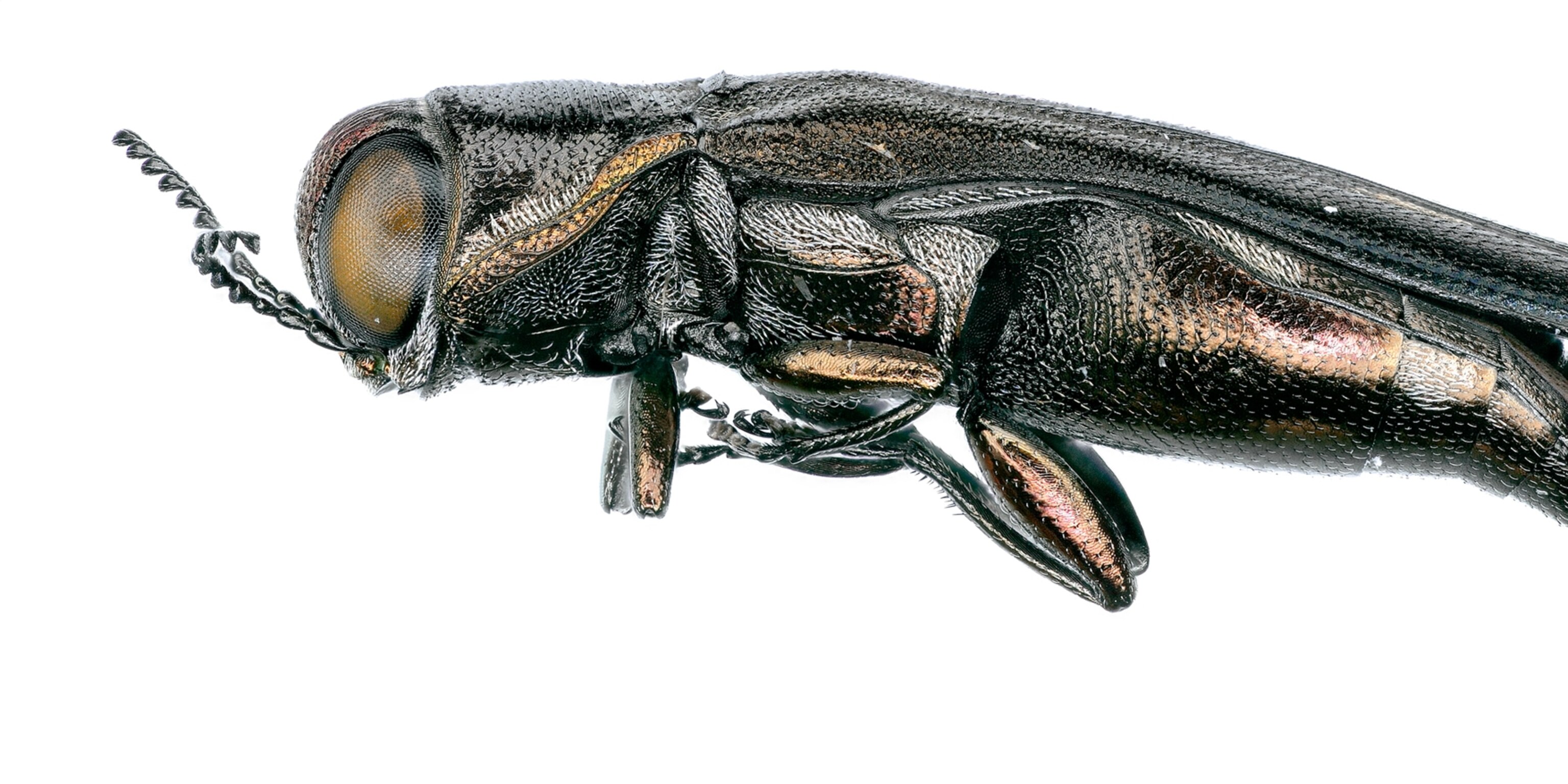 Hundreds of new and unusual insects discovered in the Amazon’s canopy