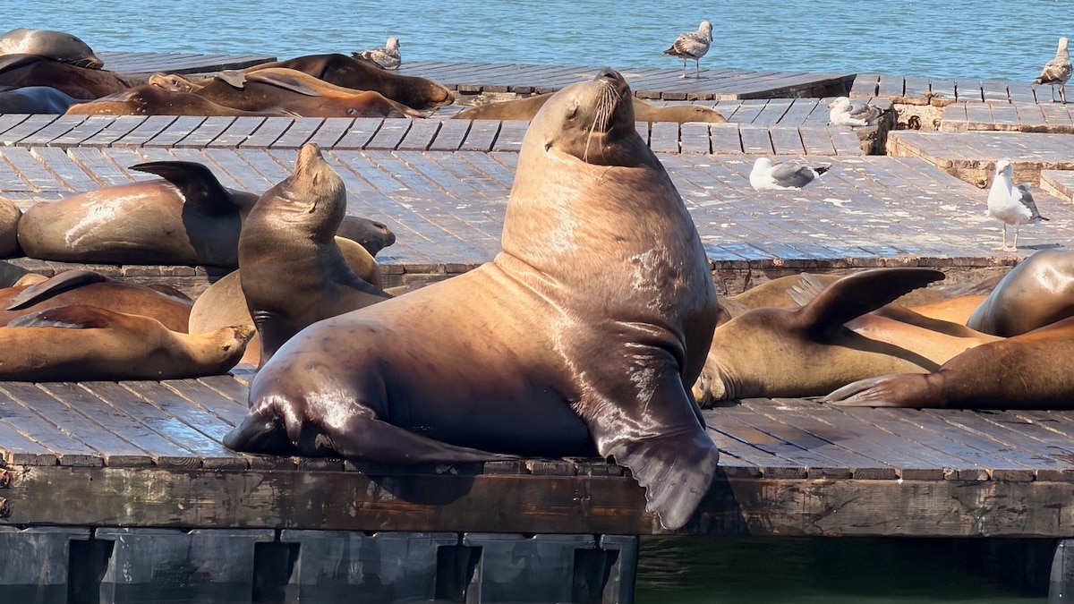 Why Chonkers The Steller Sea Lion Is Such A Rare Sight National