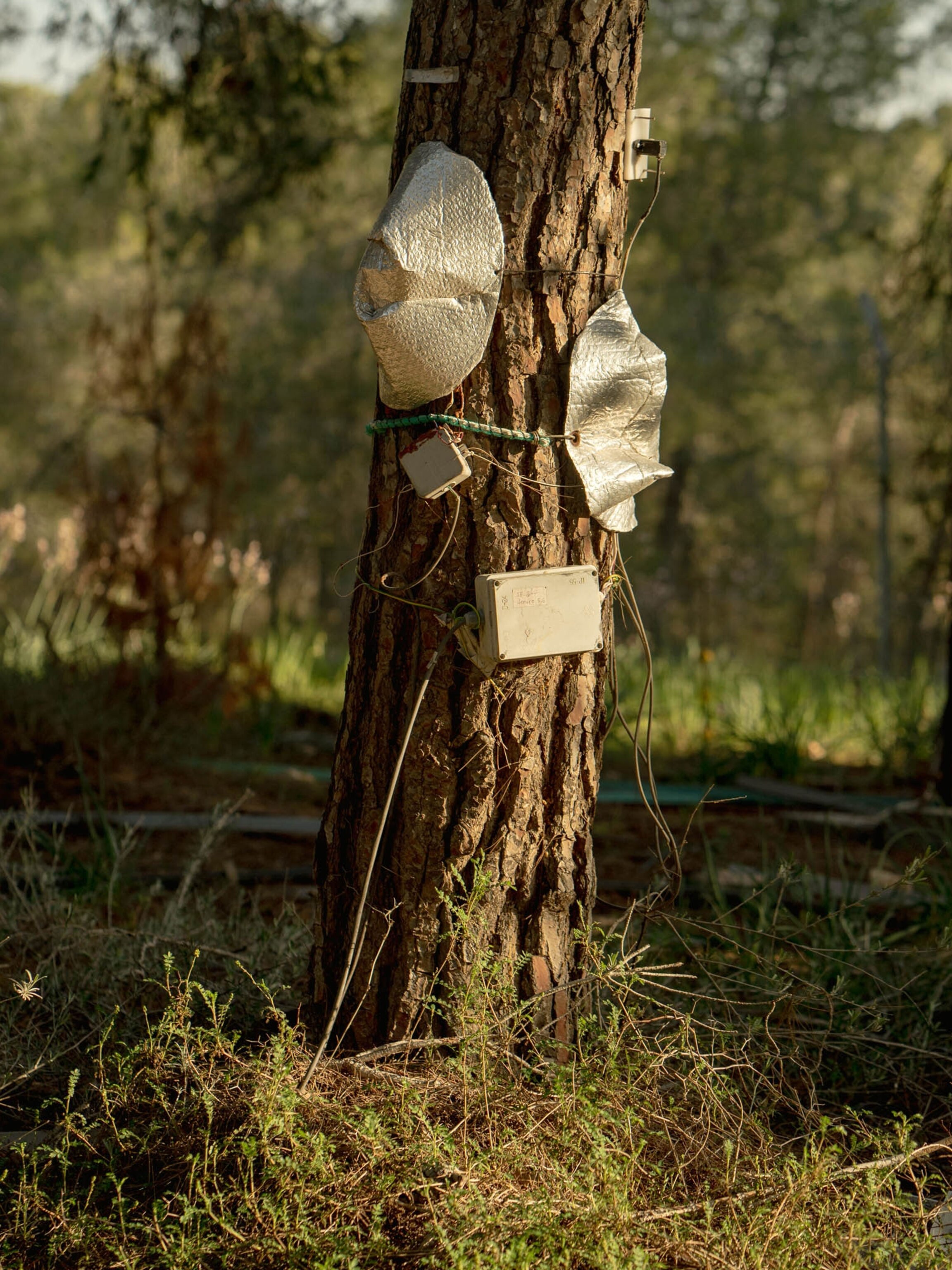 They planted a forest at the edge of the desert. From there it got ...