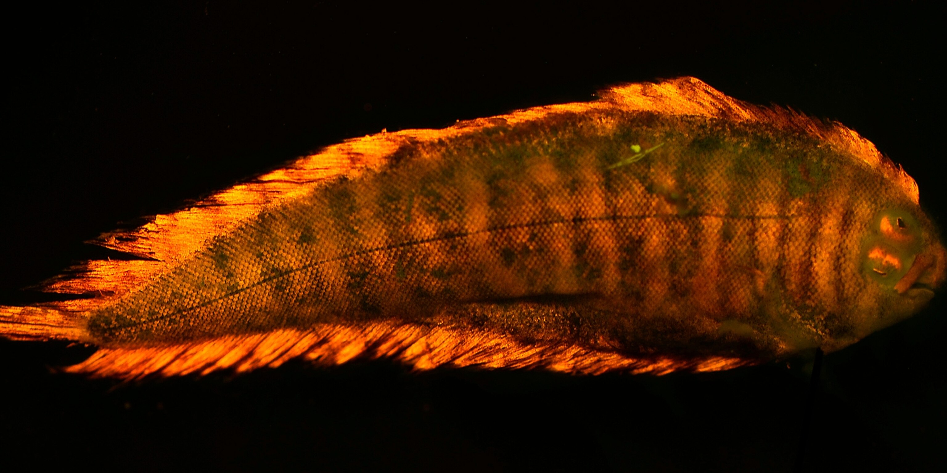 Pictures: Fish Light Up in Neon Colors