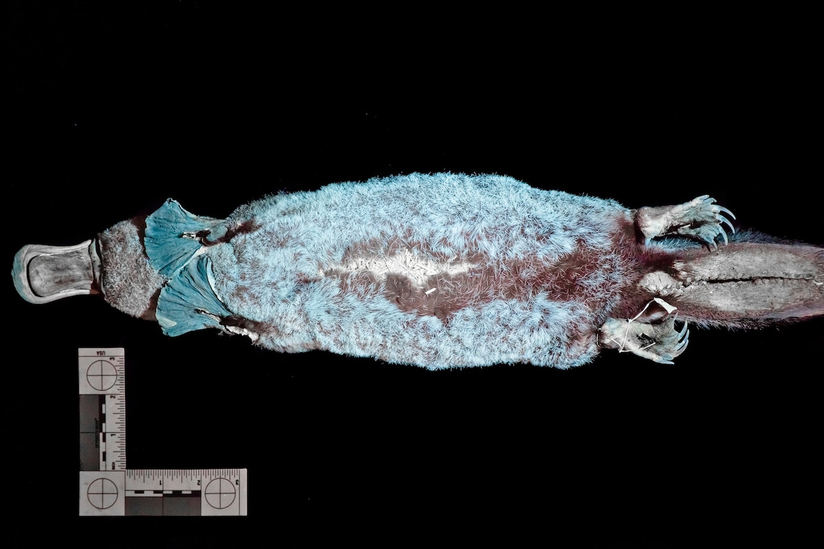 We knew platypuses were incredible. Now we know they glow, too