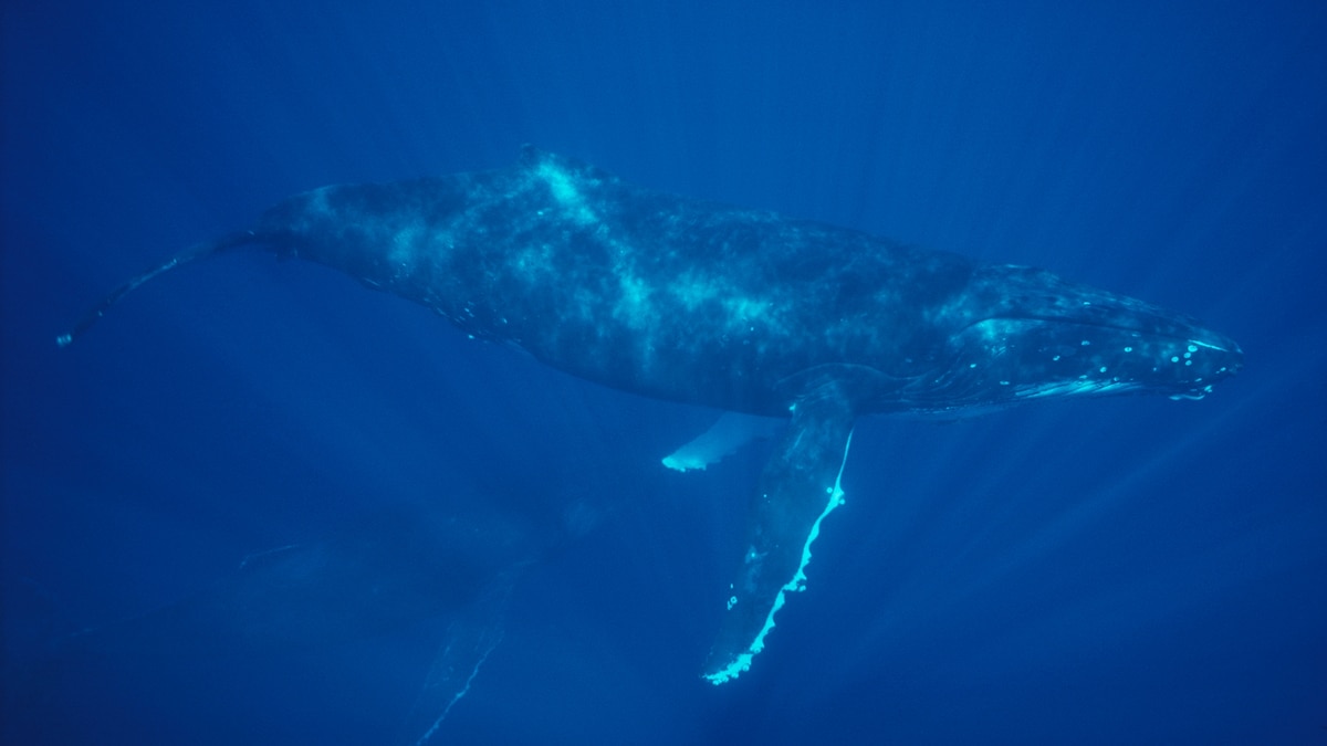 These unearthly whale songs helped save humpbacks from extinction ...