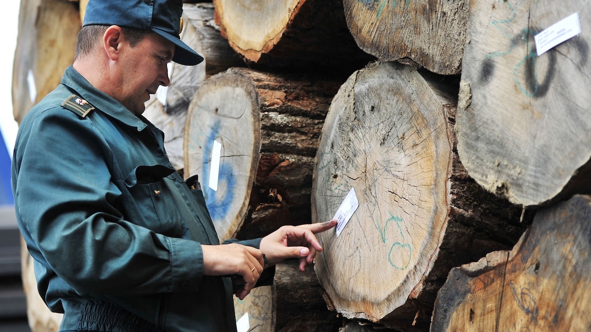From Trees to Tigers, Case Shows Cost of Illegal Logging | National ...