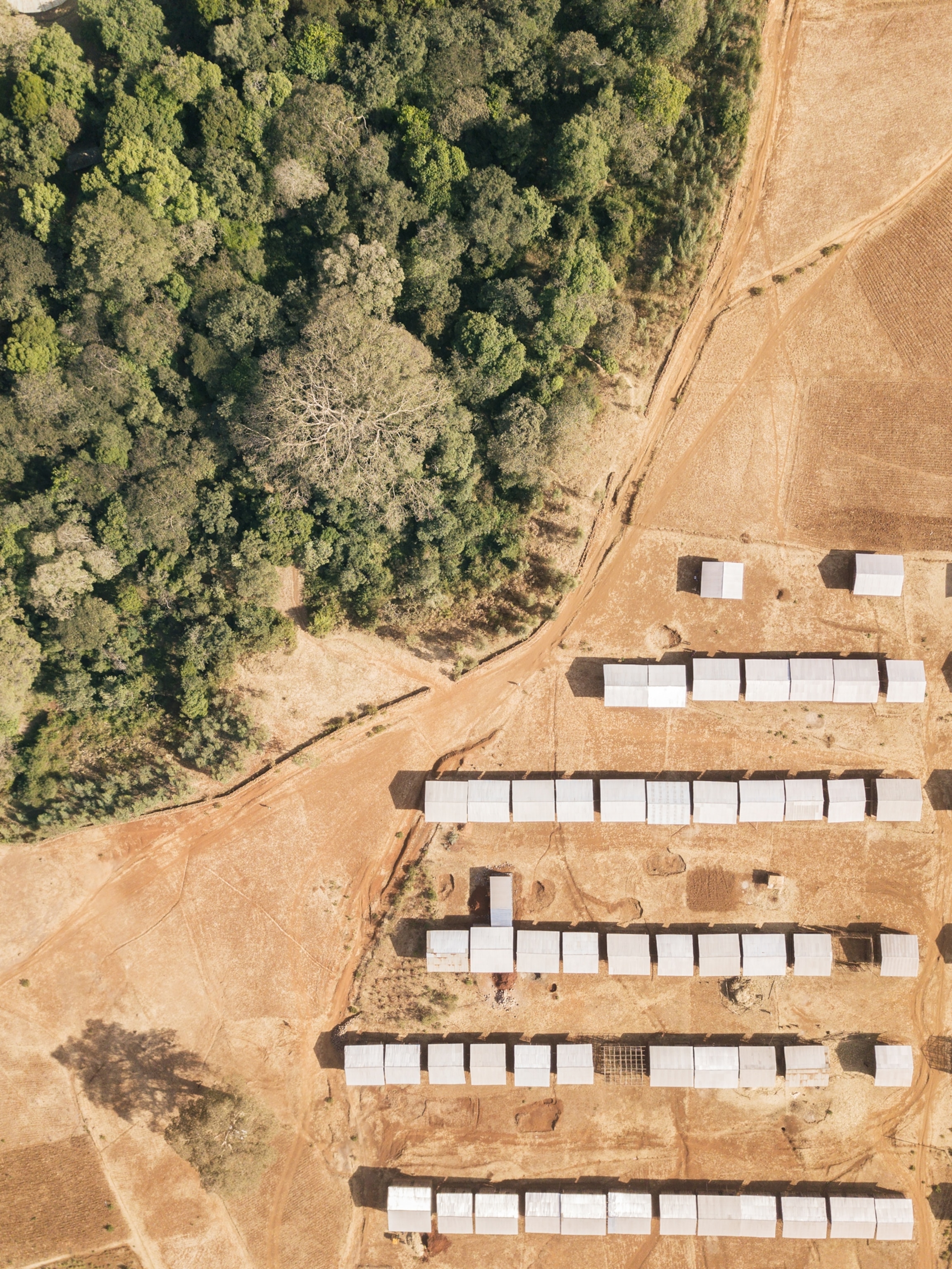 See the incredible “church forests” of Ethiopia
