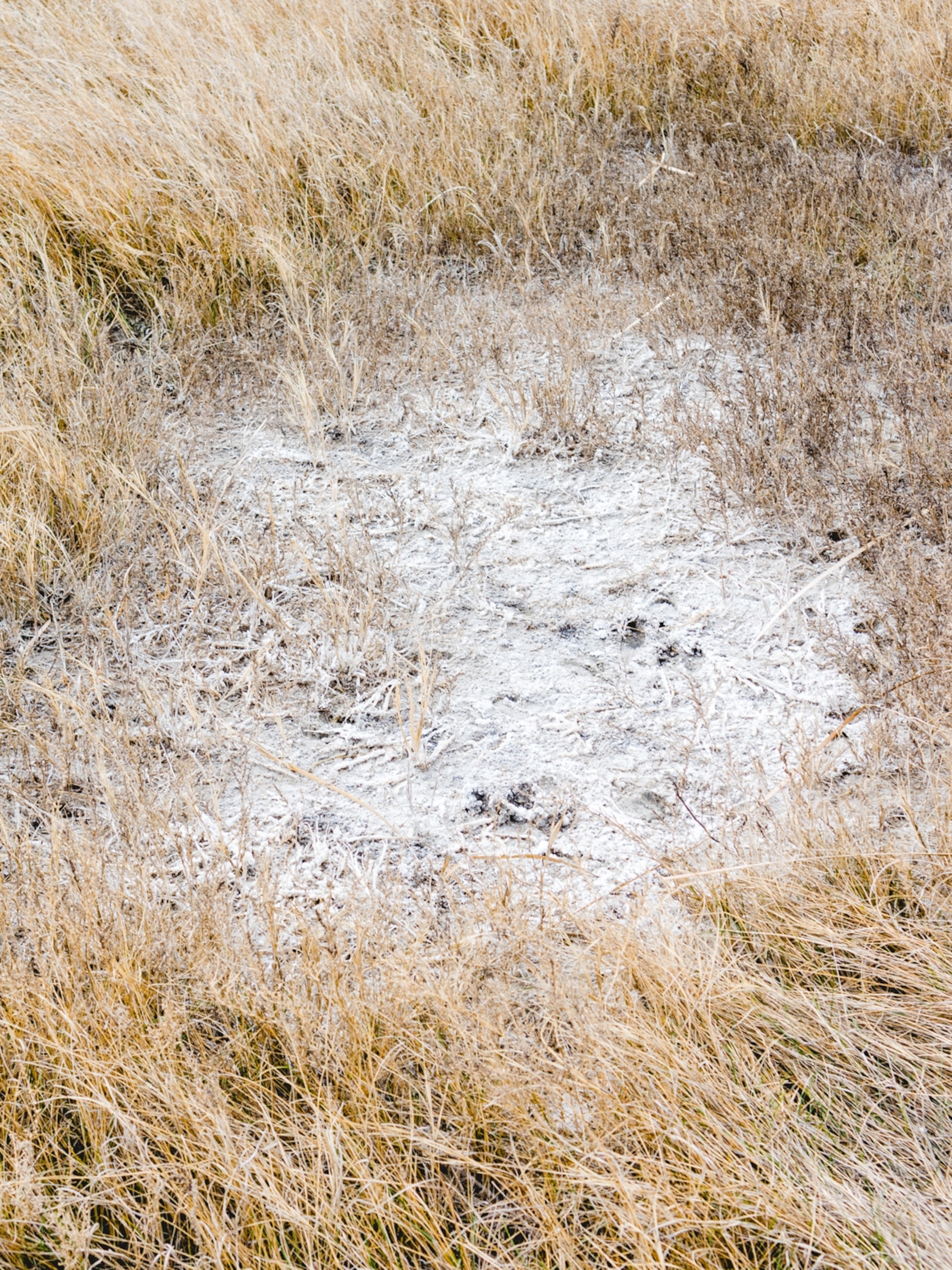 Saving the last of Nebraska's endangered salt marshes