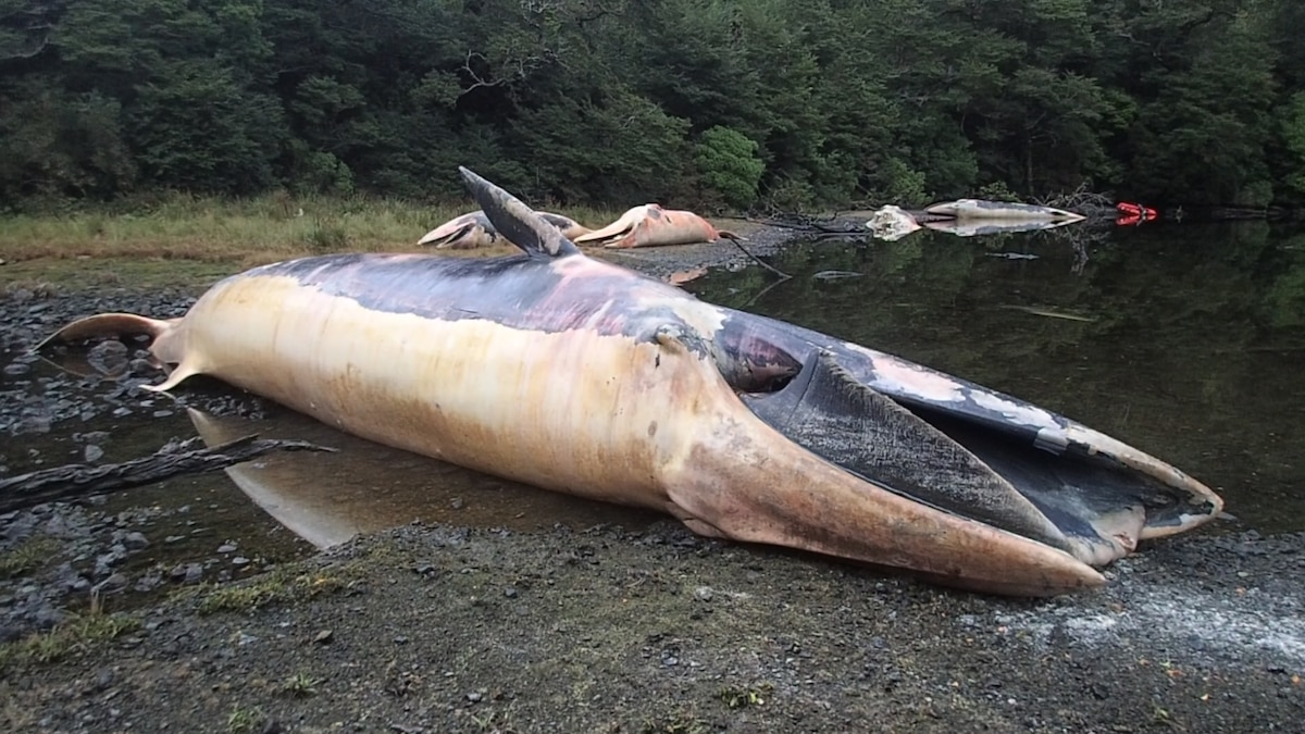 Time-lapse footage shows baleen whales decomposing after mass die-off ...