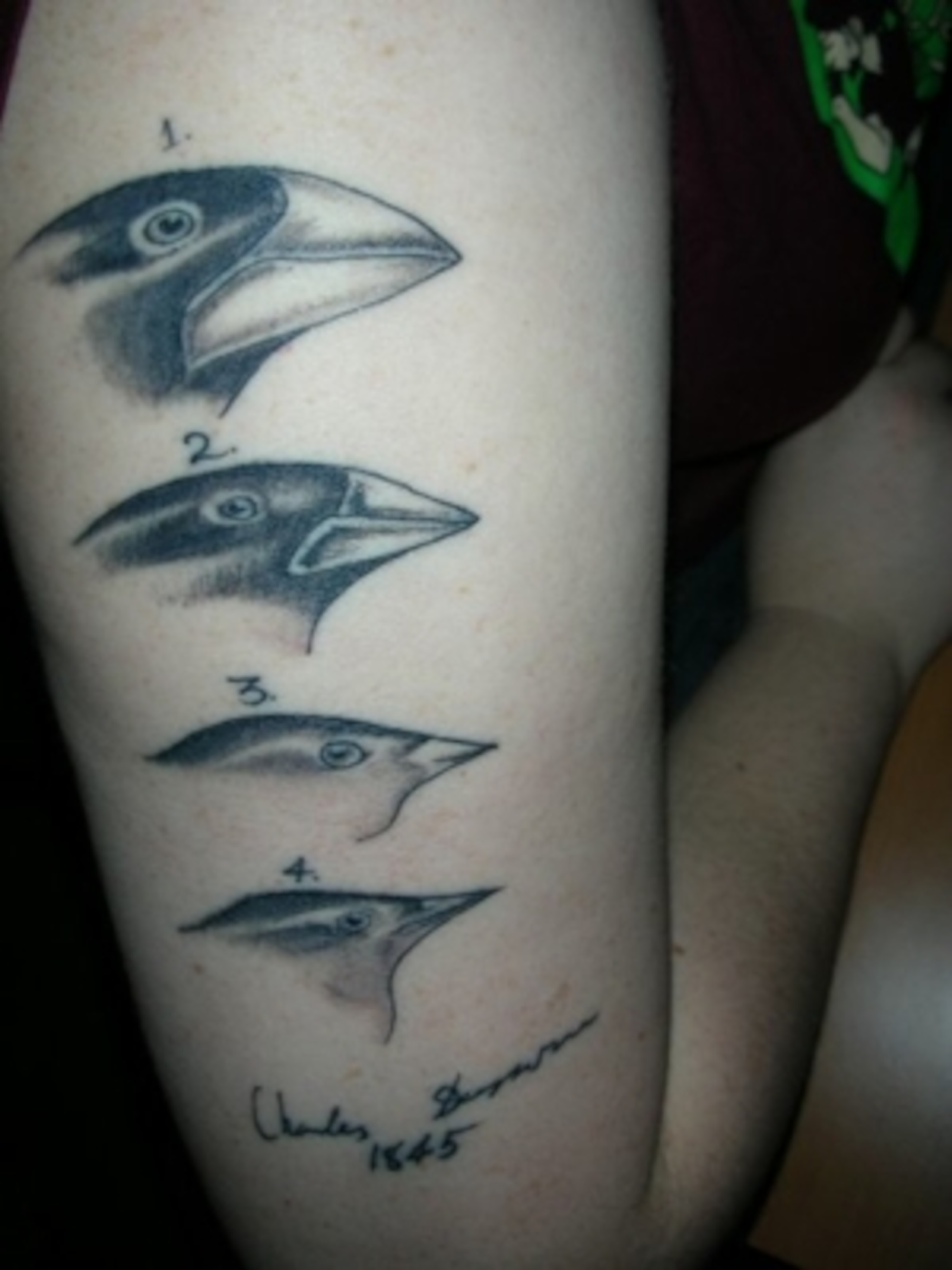 Beak(s) of the Finch | National Geographic