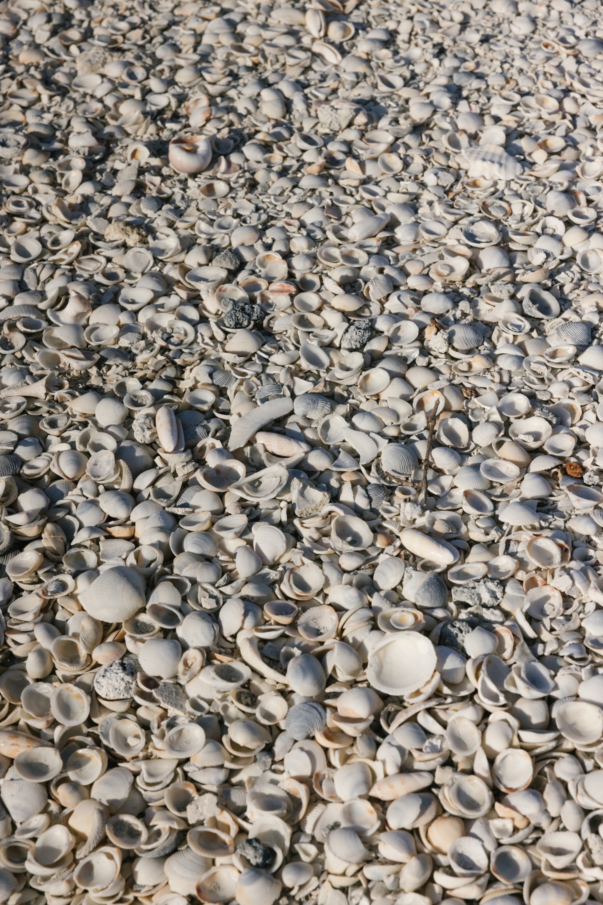 Can restoring mangroves protect Miami from rising seas?