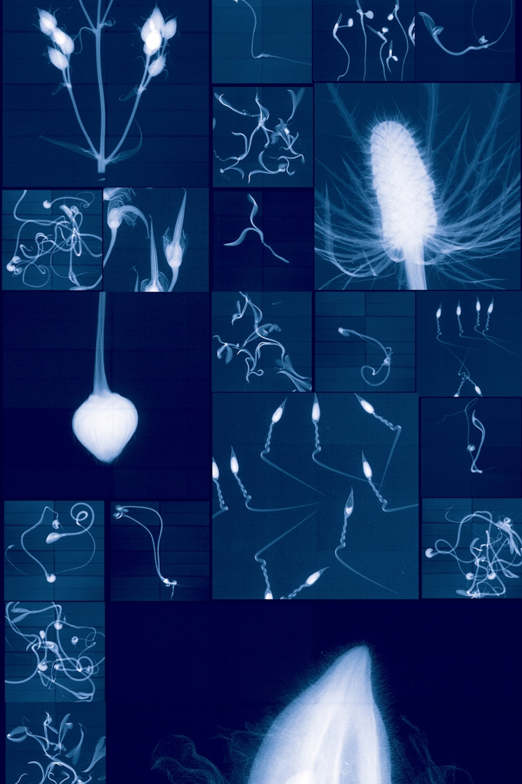 These pictures of seed bank samples turn biology into art