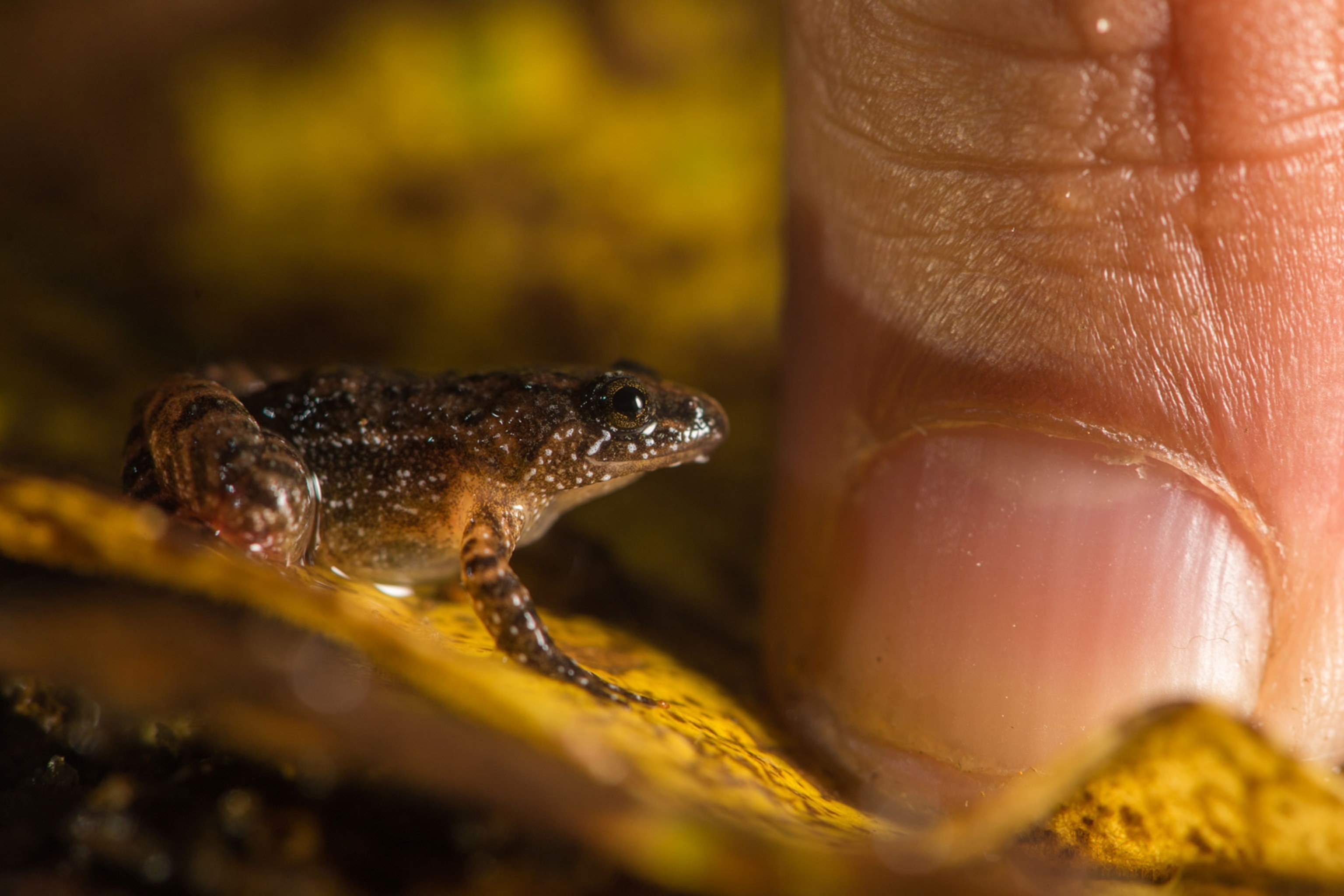 Breathtaking ‘Sky Islands’ Showcase Evolution in Action