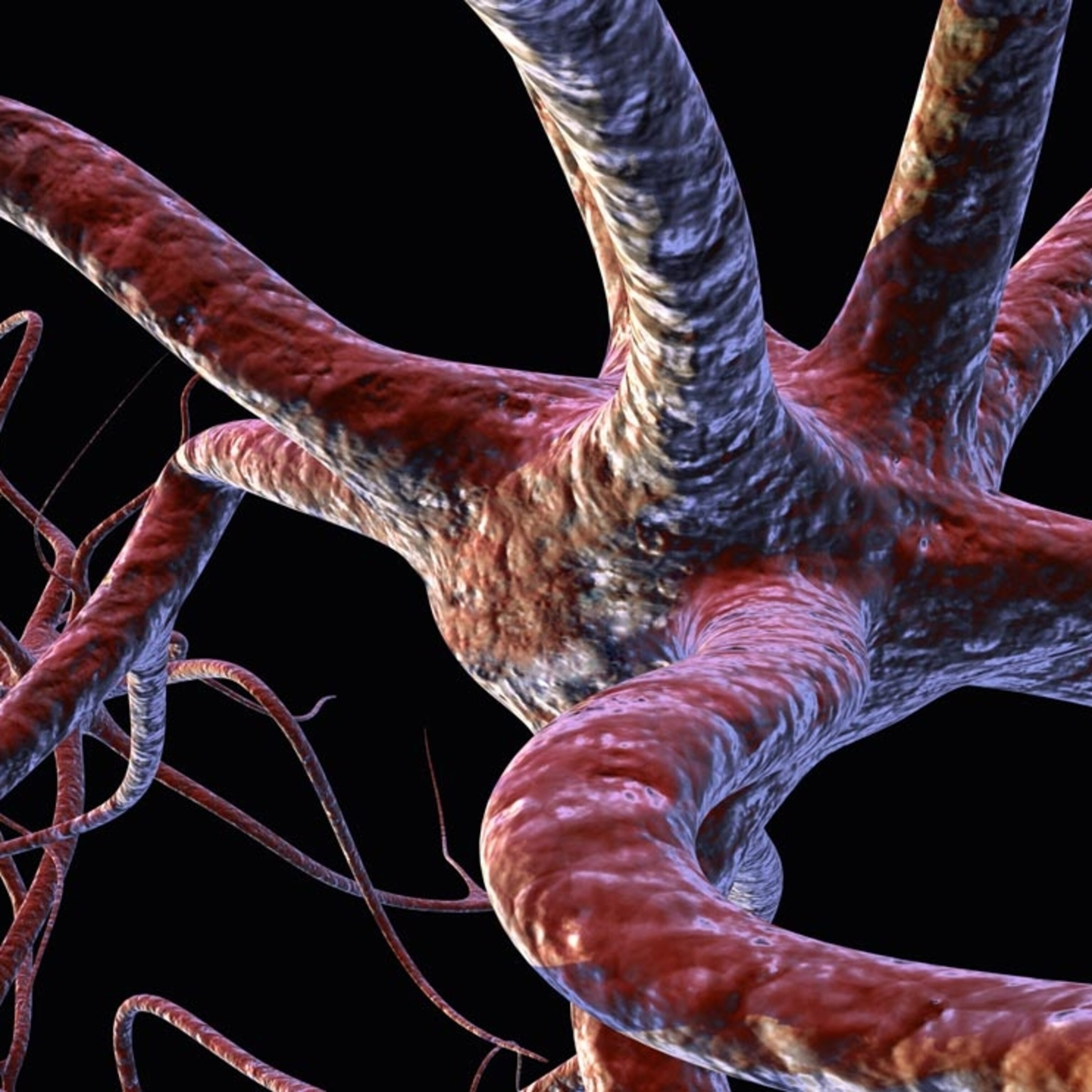 Microscopic Photography Brain
