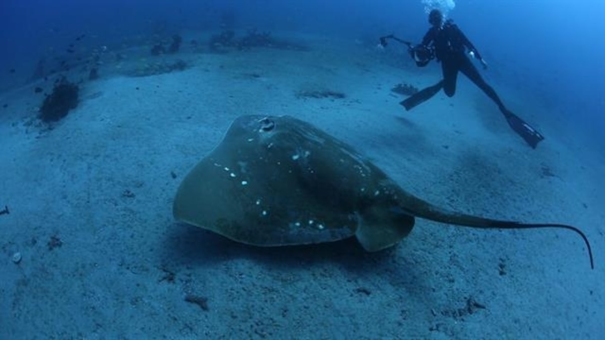 The ocean's largest, rarest stingray revealed in new video | National ...