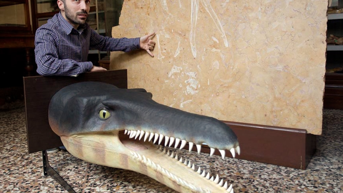 New Prehistoric Crocodile Found in "Kitchen Counters" | National Geographic