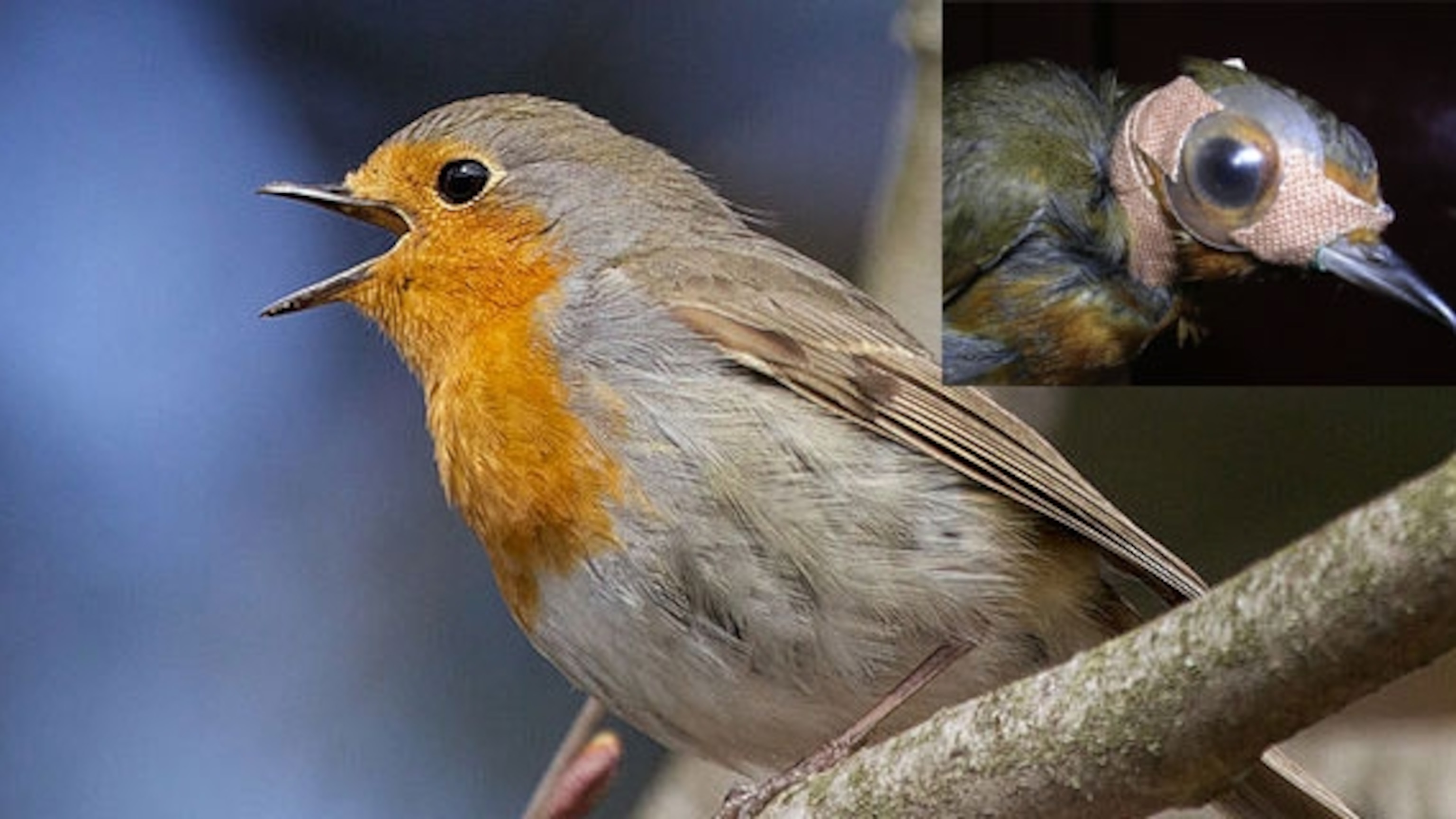 Robins can literally see magnetic fields, but only if their vision is sharp