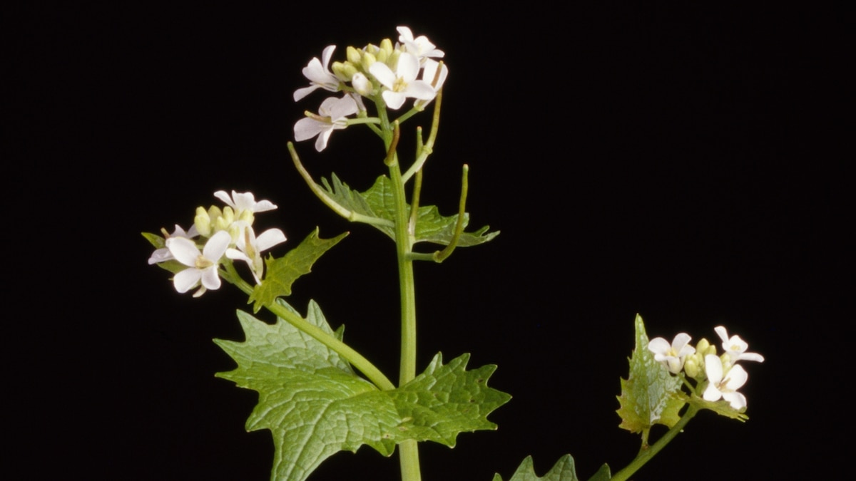 Invasive garlic mustard hurts native species—but its harmfulness wanes ...