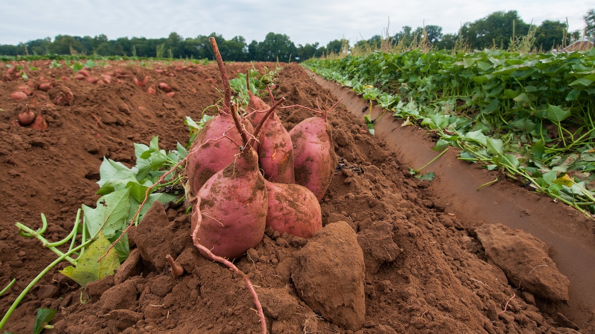Healthy Soil is the Best Crop | National Geographic