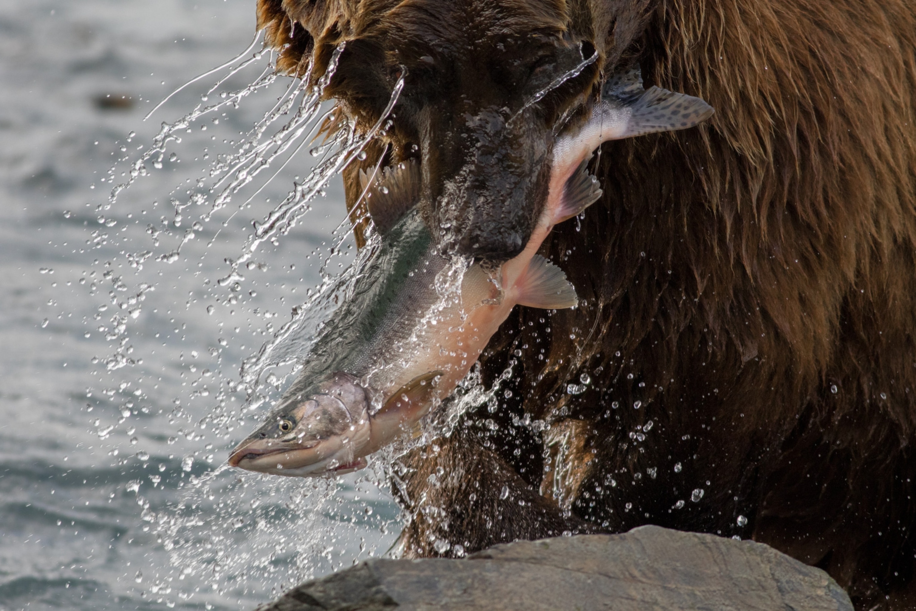 39 Photos of Animals in Action