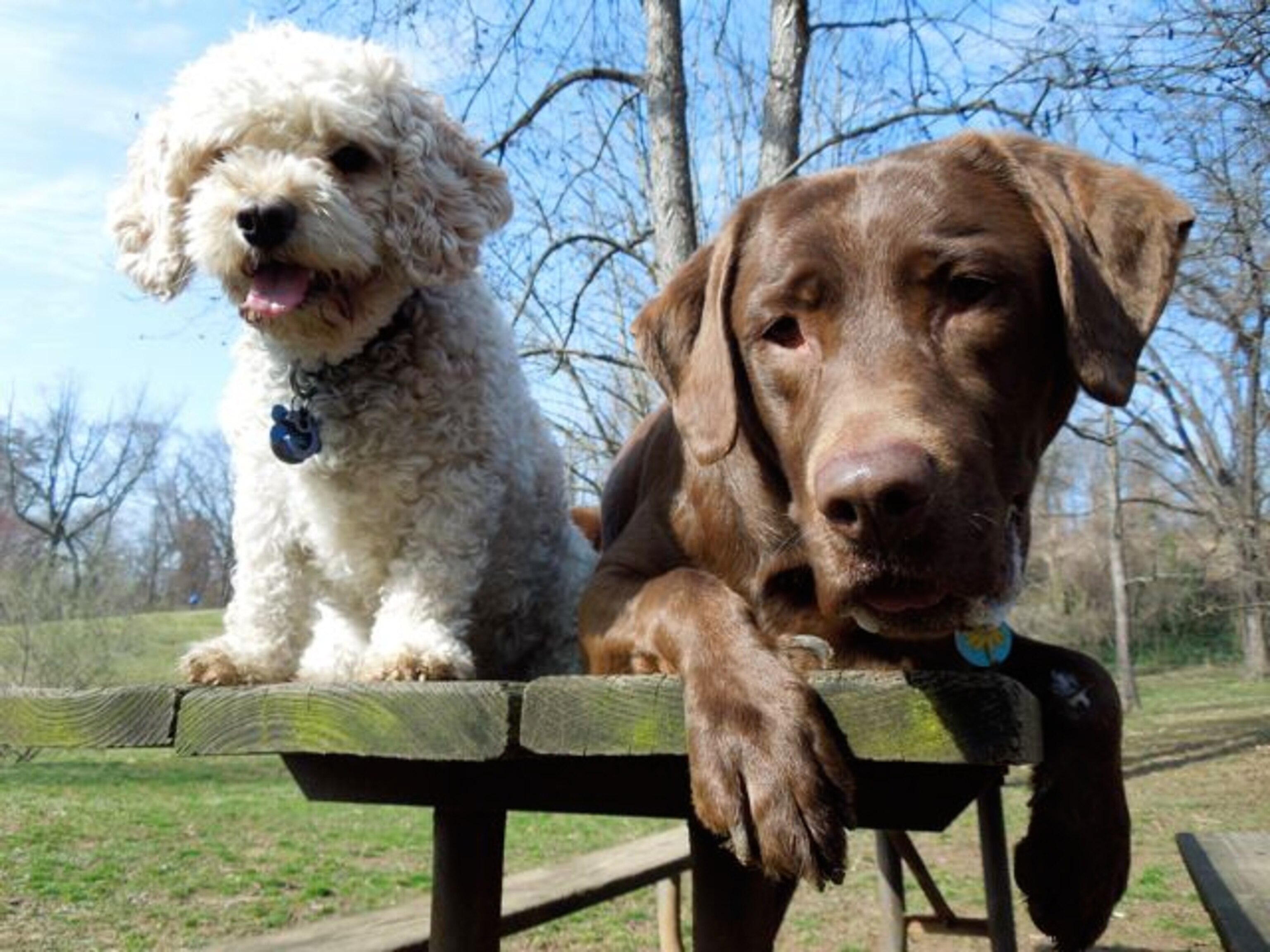 Dog Pictures - National Geographic