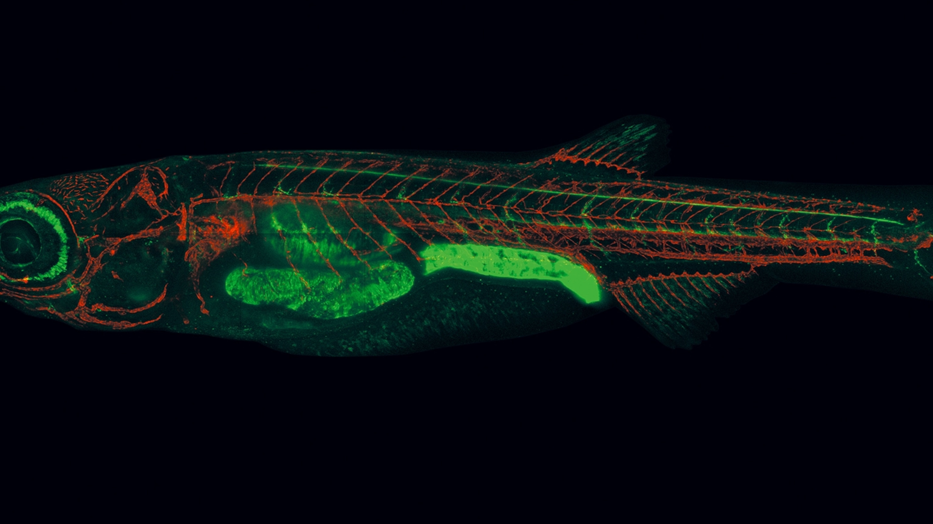 Zebrafish Fishes World Hd Images Free Photos The Natural History Of