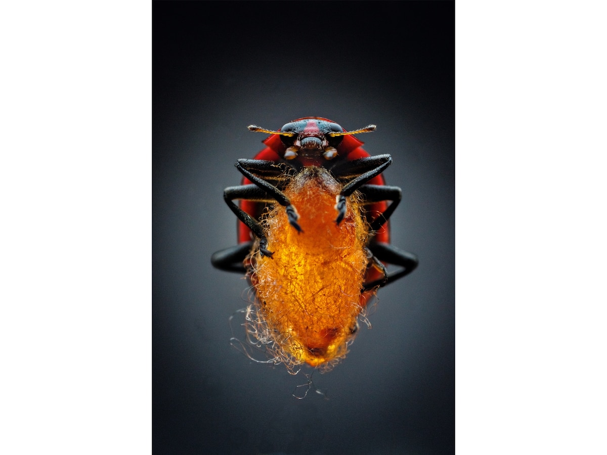 Wasp Zombifies Ladybugs Using Virus as Bio-Weapon—a First