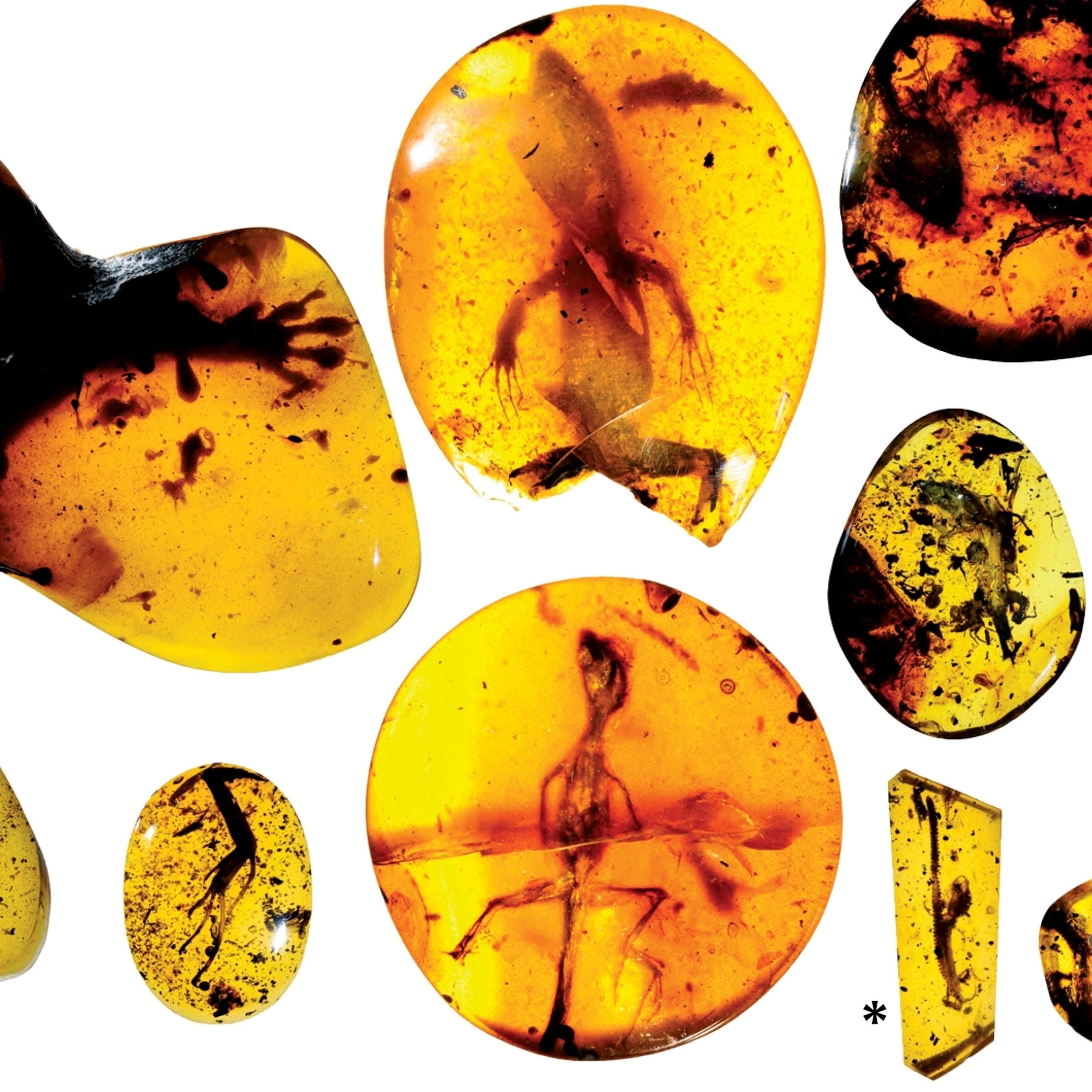 See what’s new about these dogs, plants, and ancient fossils