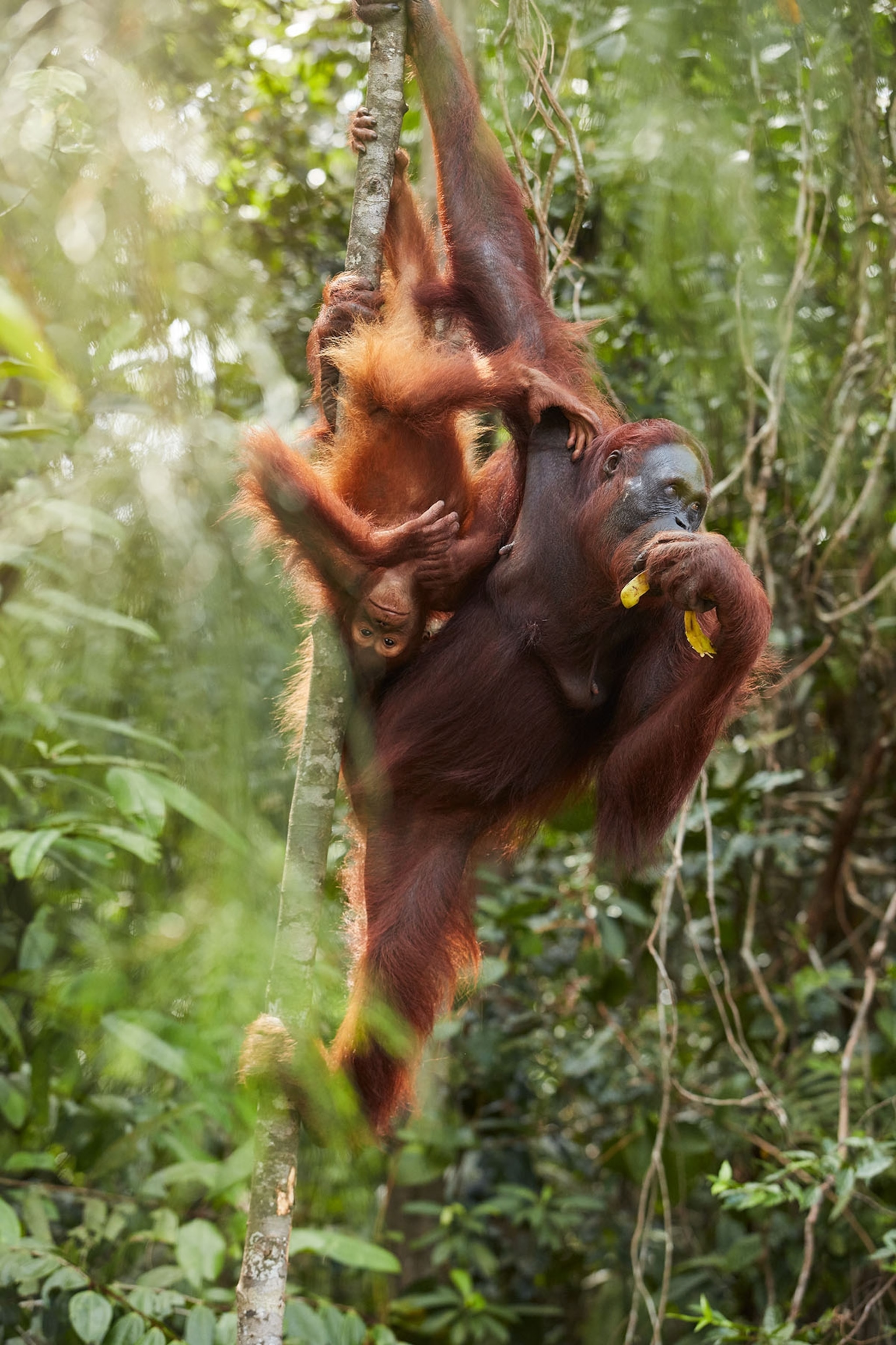 Monkey business: meet the orangutans of Sarawak, Malaysia