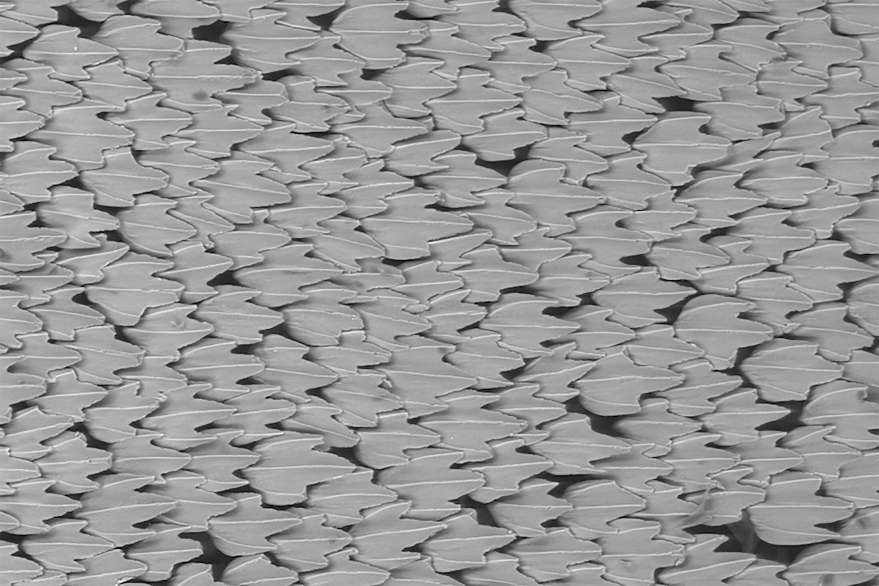 Mako Shark Scales Could Be Used to Make Planes, Drones, and Wind ...