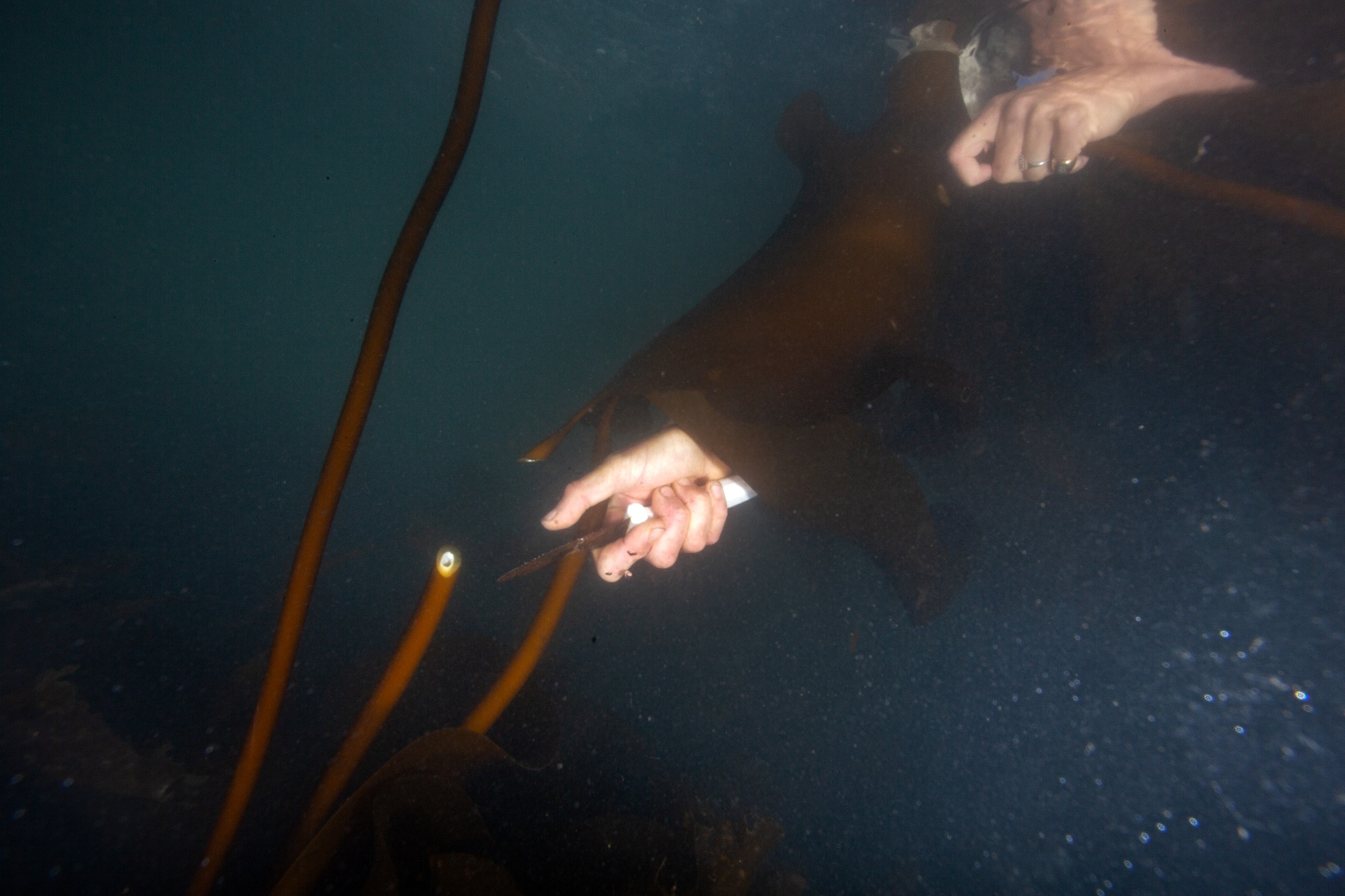 Could seaweed be the 'fastest and least expensive' tool to fight ...