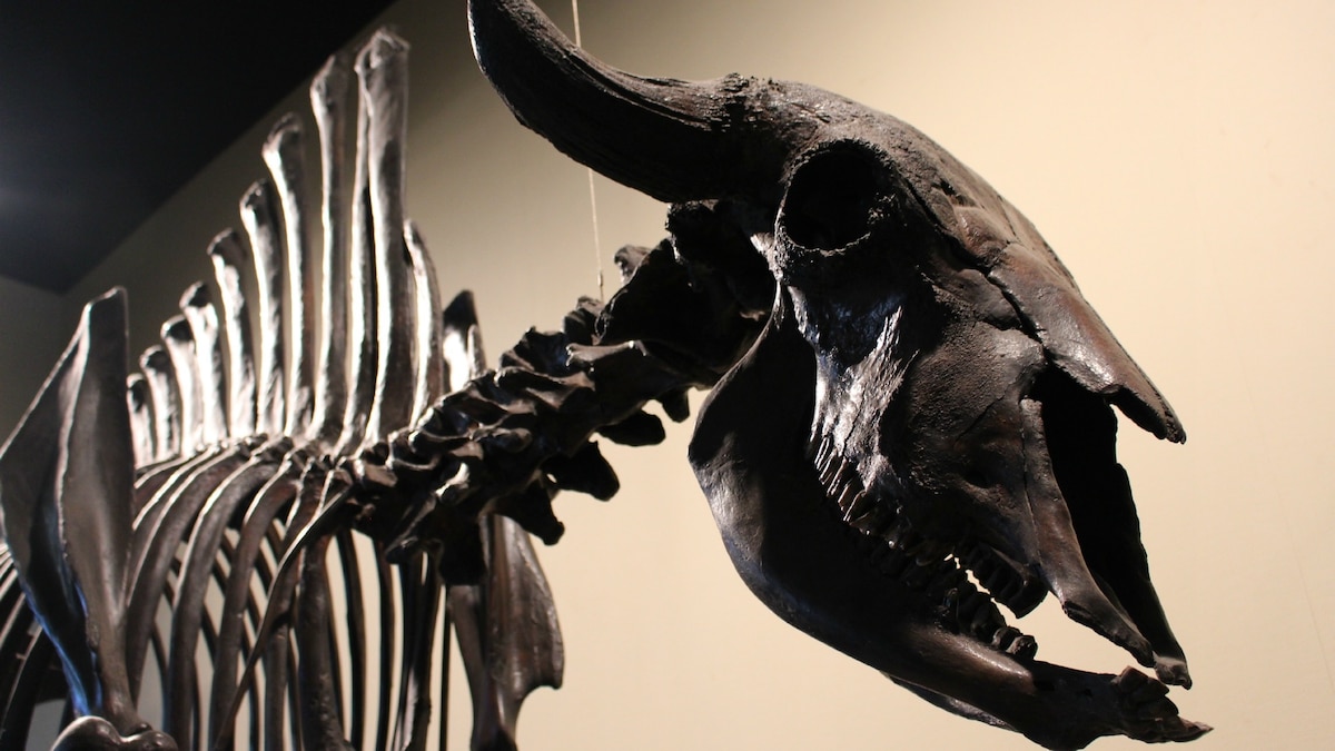 Death of Ice Age Giants Shaped Today’s Landscapes | National Geographic