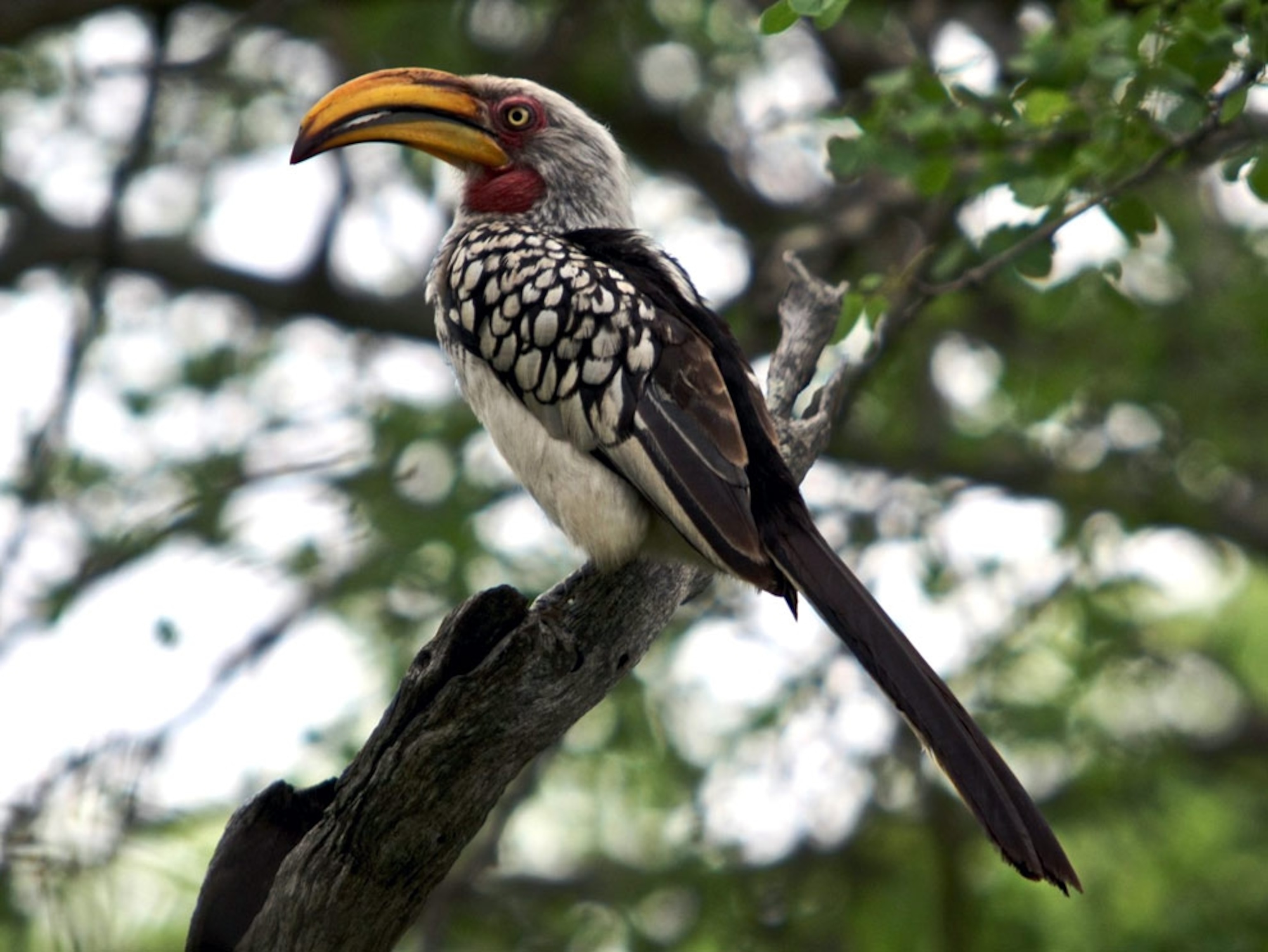Near Passerine Pictures - National Geographic