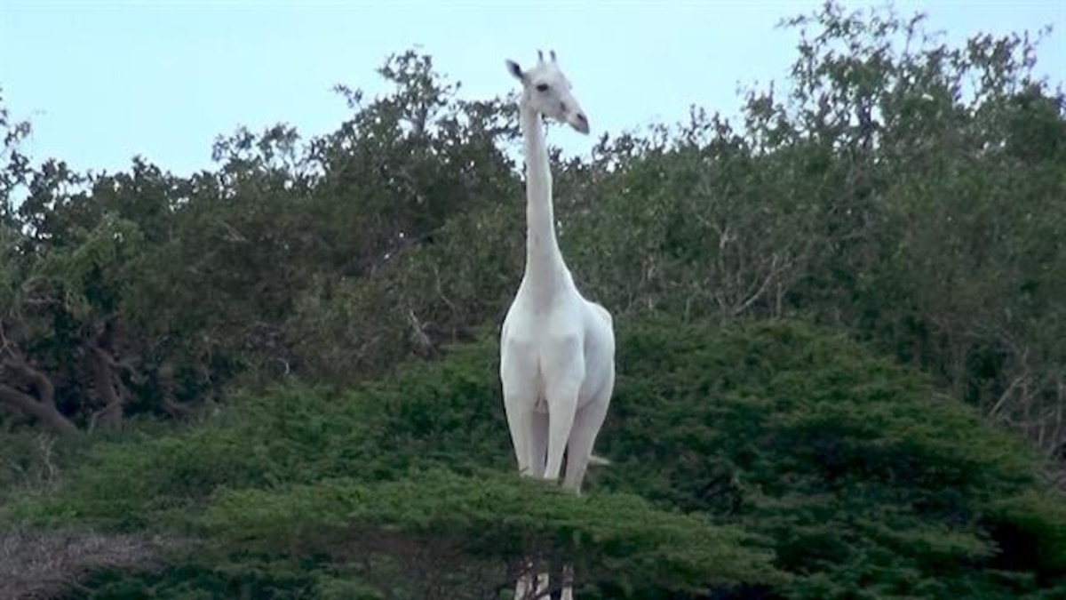 Why These Giraffes Are Completely White | National Geographic