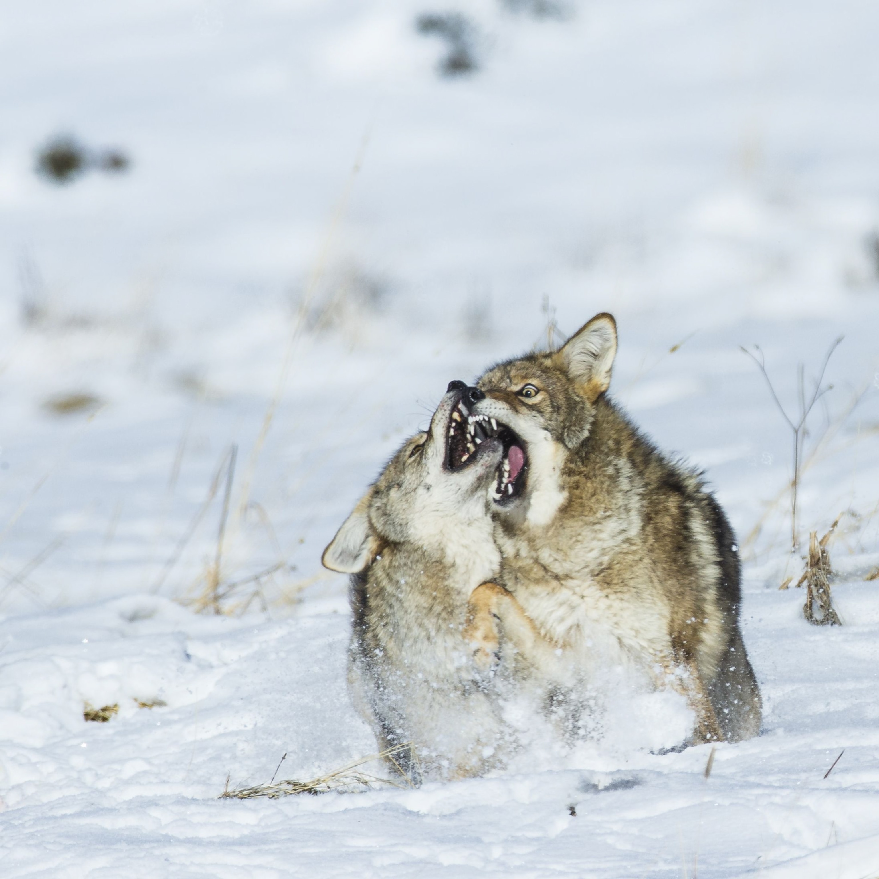 39 Photos of Animals in Action