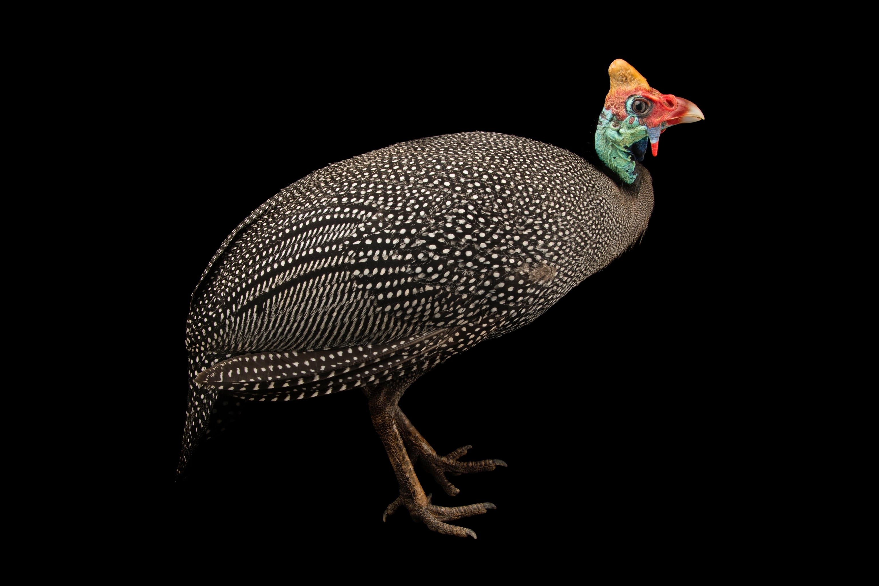 Game birds are surprisingly beautiful—and endangered