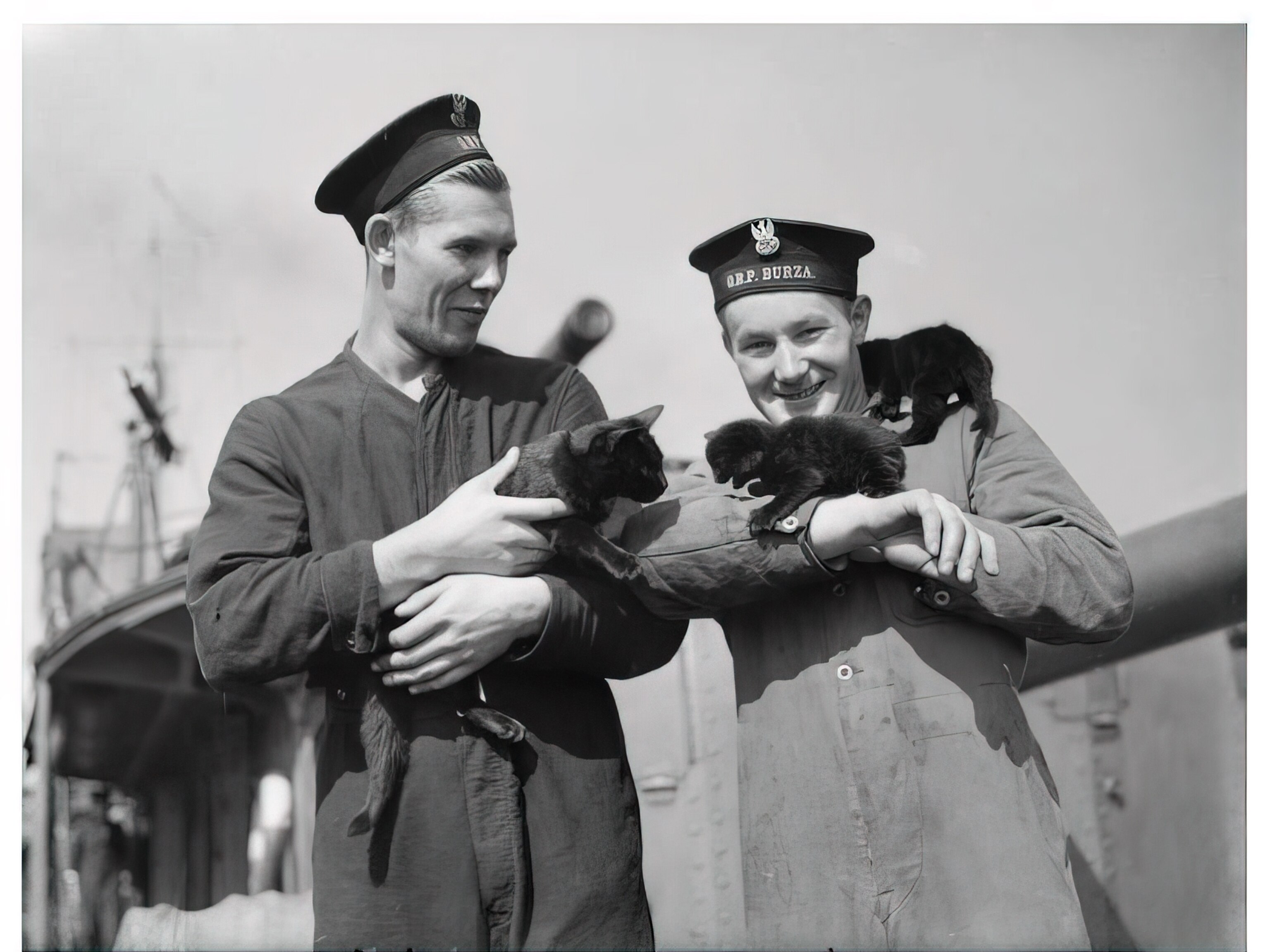 The forgotten history of cats in the navy