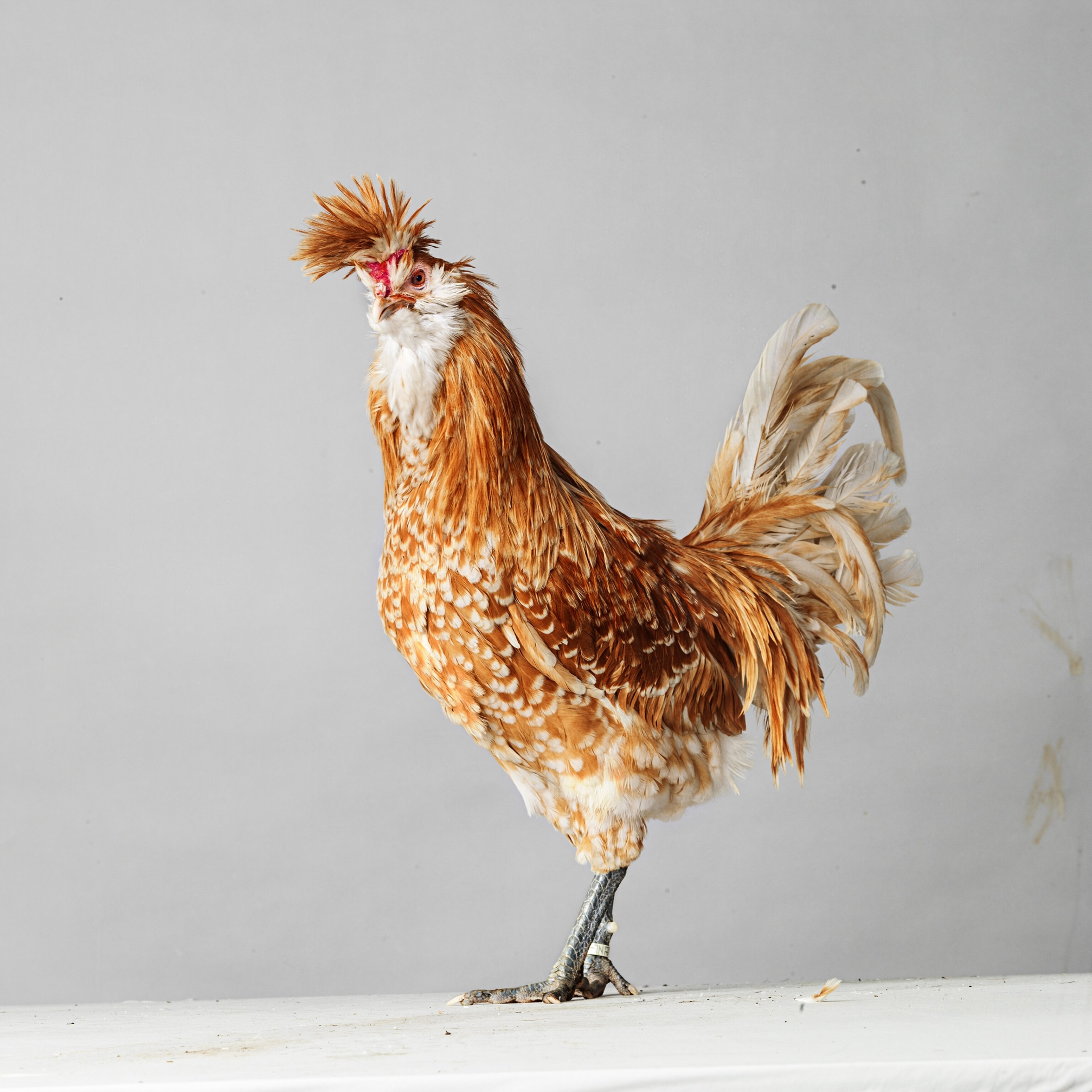 See these chickens go from coop to catwalk
