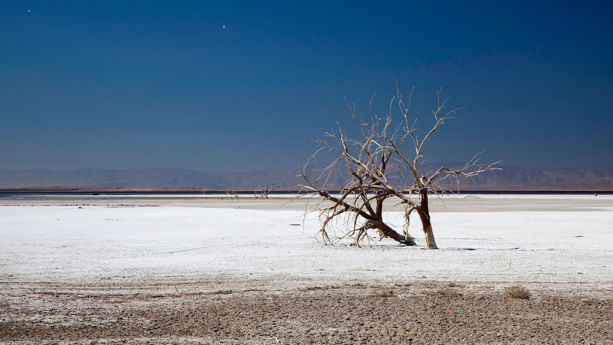 California's Salton Sea, a bird oasis, is dying. Will it be saved ...